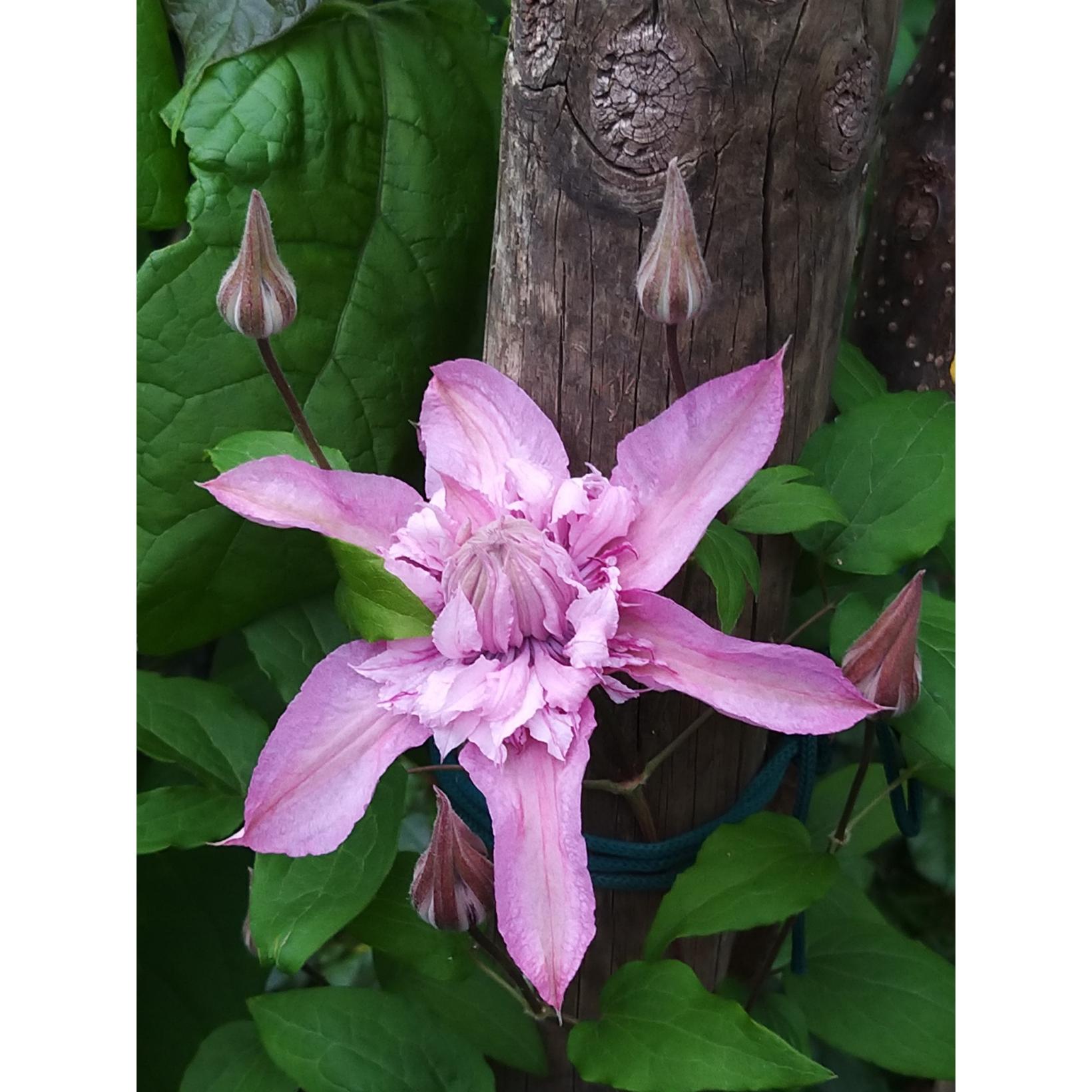 Clematis Multi Pink - Clématite à grandes fleurs roses et ébouriffées