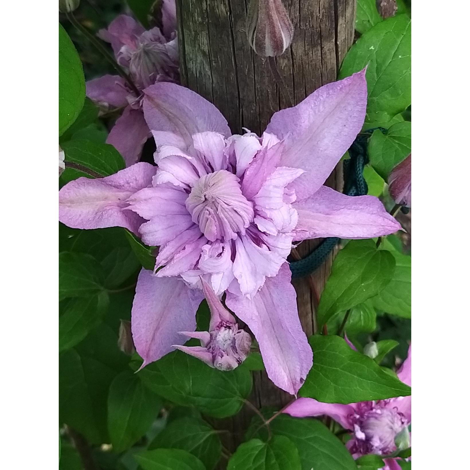 Clematis Multi Pink - Clématite à grandes fleurs roses et ébouriffées