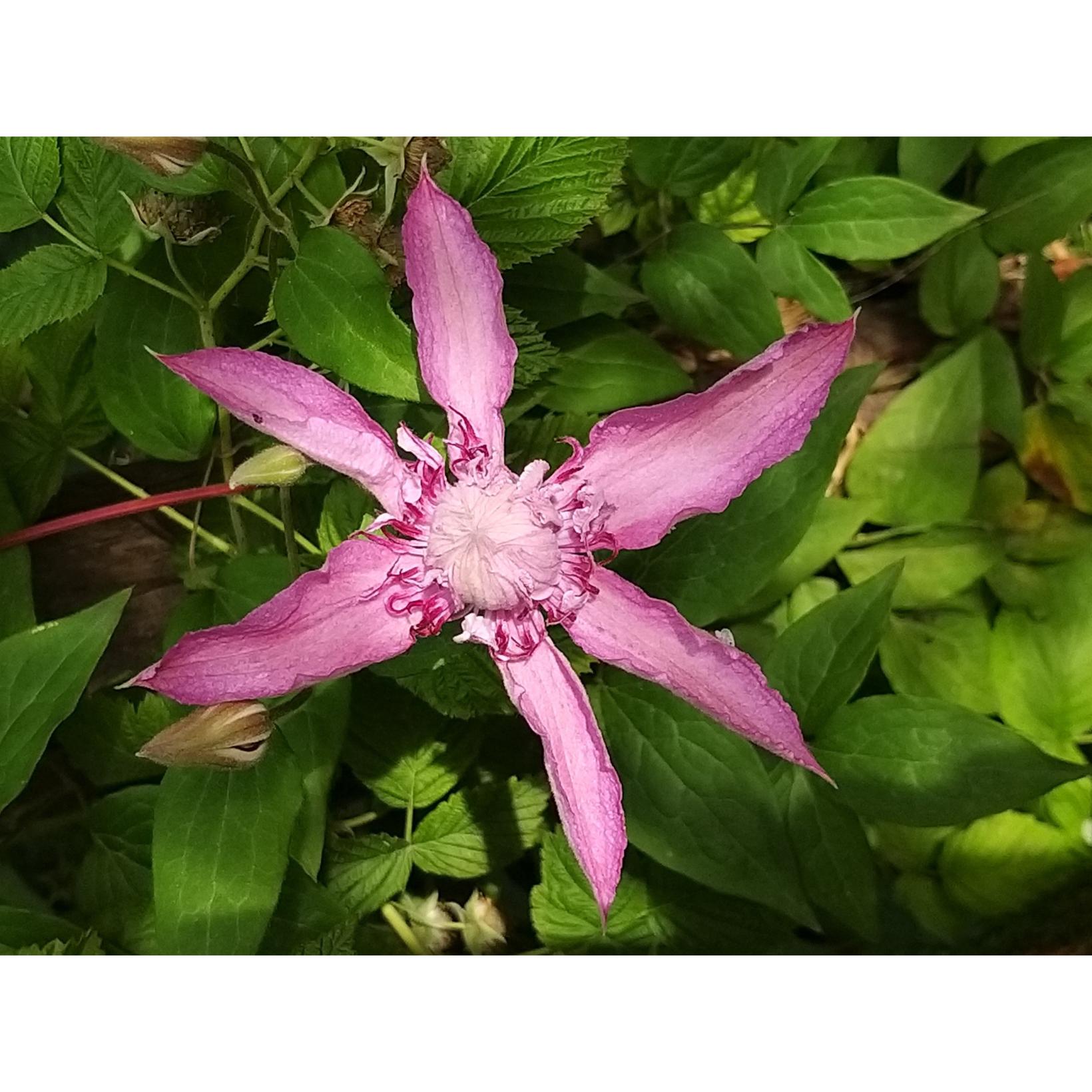 Clematis Multi Pink - Clématite à grandes fleurs roses et ébouriffées
