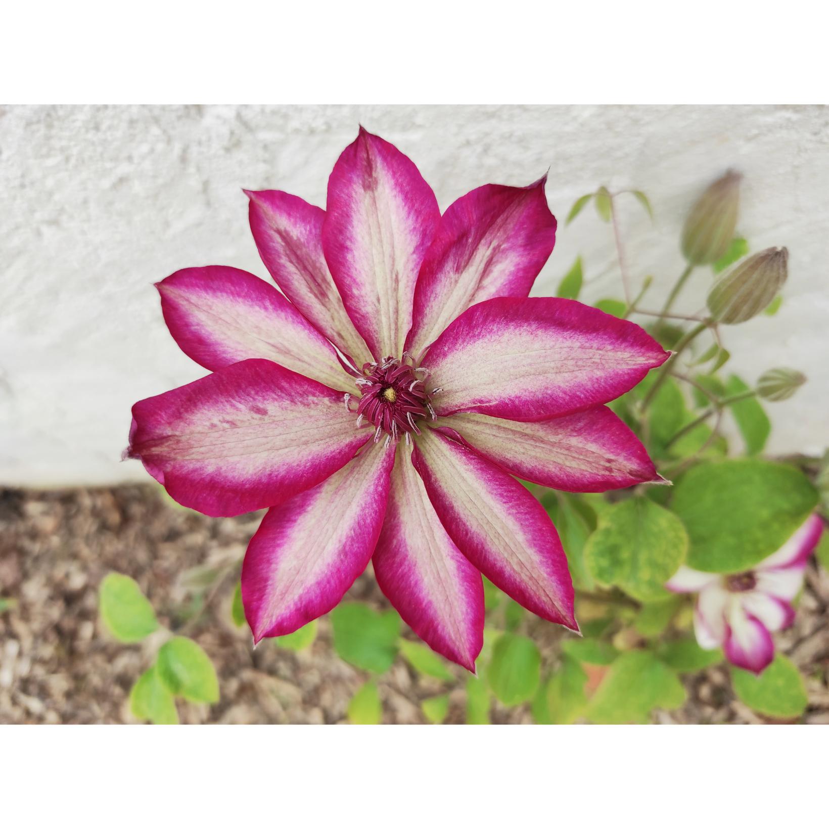 Clématite Picotee - Clematis patens à grandes fleurs étoilées bicolores