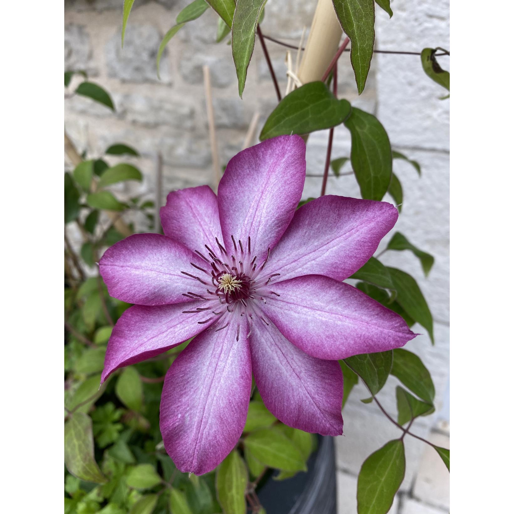 Clématite Picotee - Clematis patens à grandes fleurs étoilées bicolores