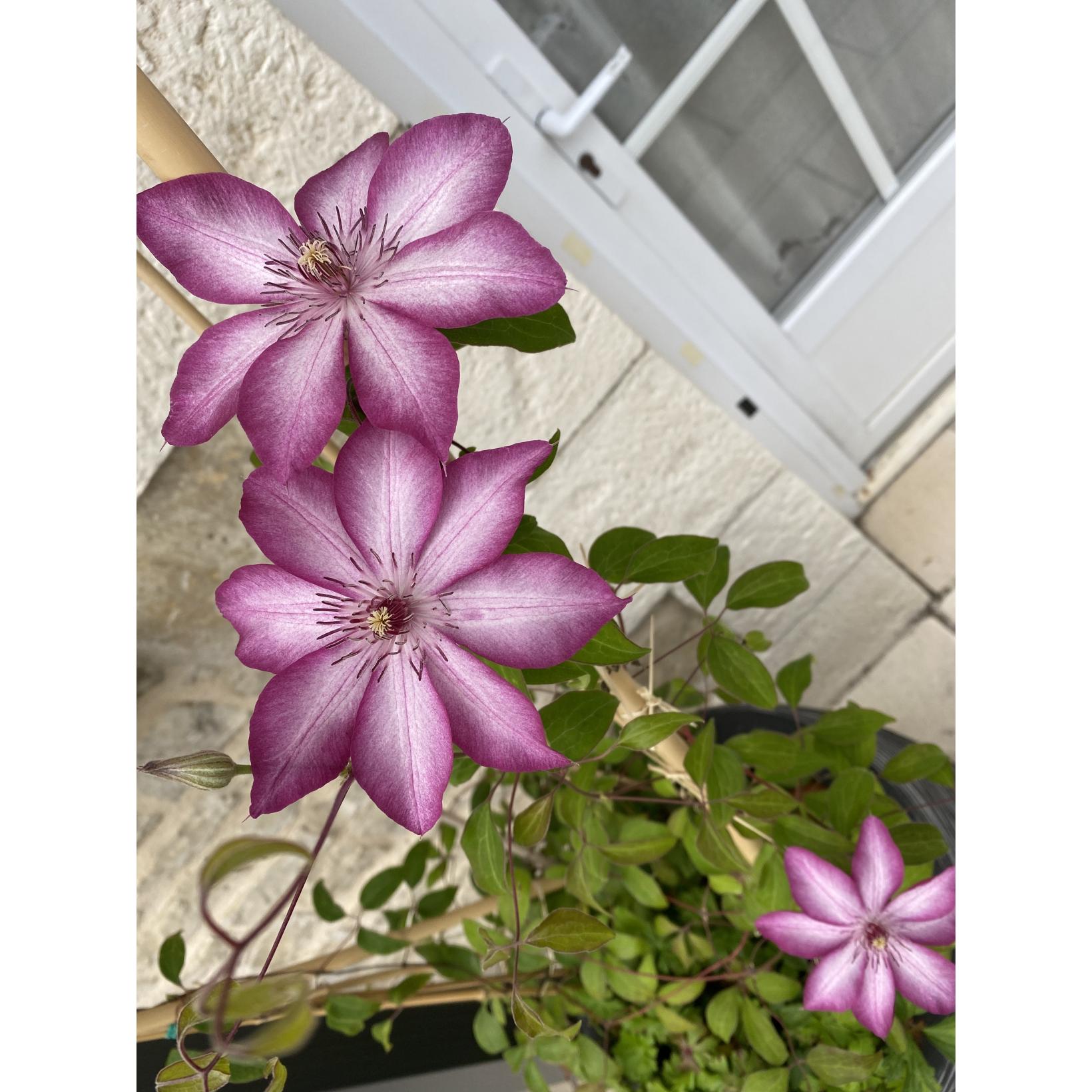 Clématite Picotee - Clematis patens à grandes fleurs étoilées bicolores