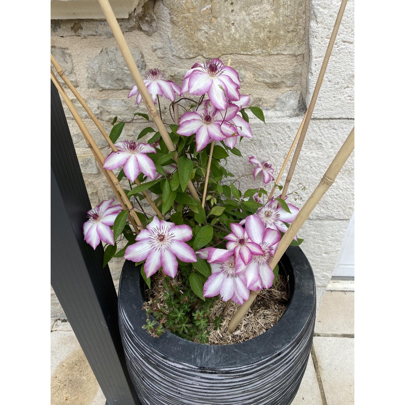 Clématite Picotee - Clematis patens à grandes fleurs étoilées bicolores