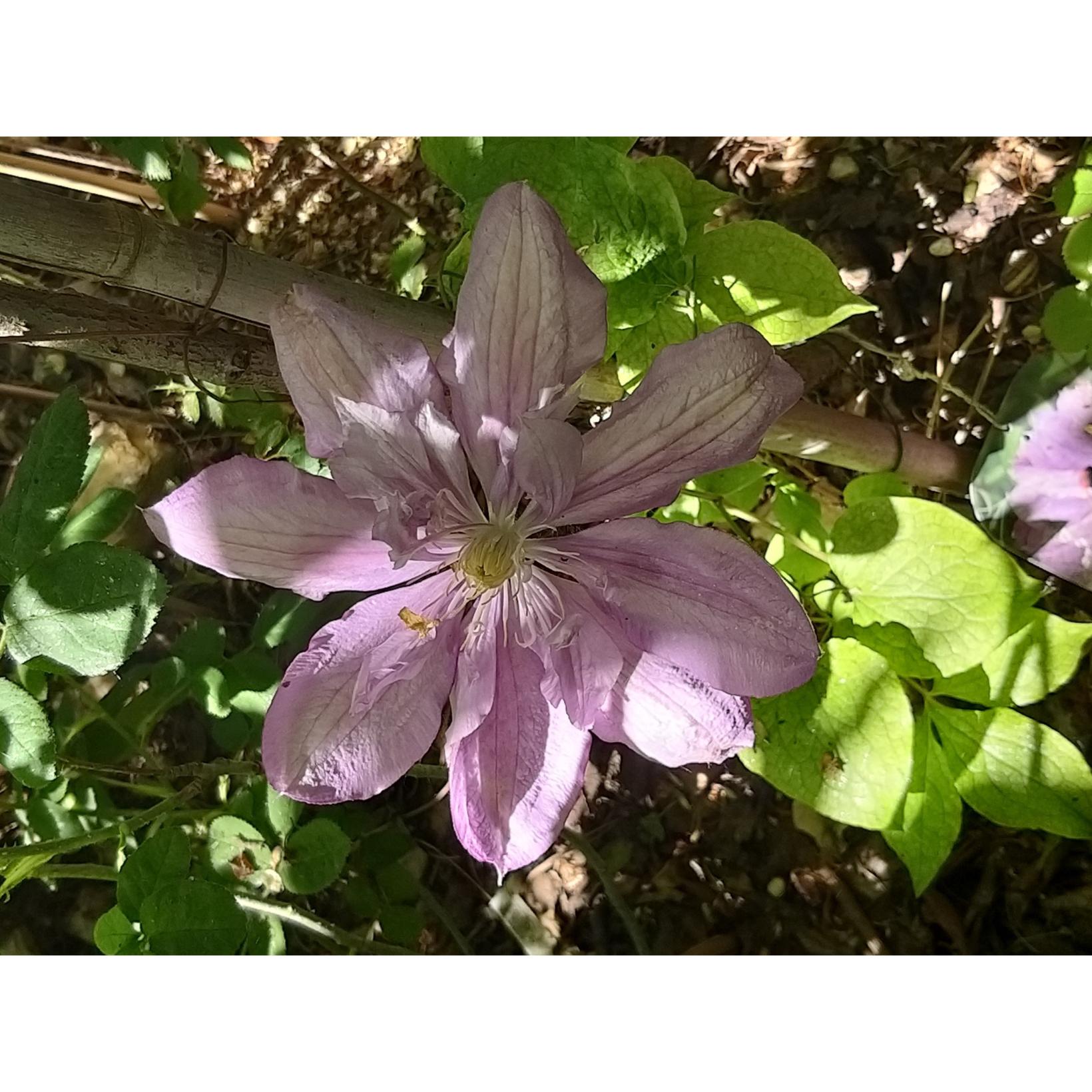 Clématite Proteus - Clematis précoce à grandes fleurs rose lilas