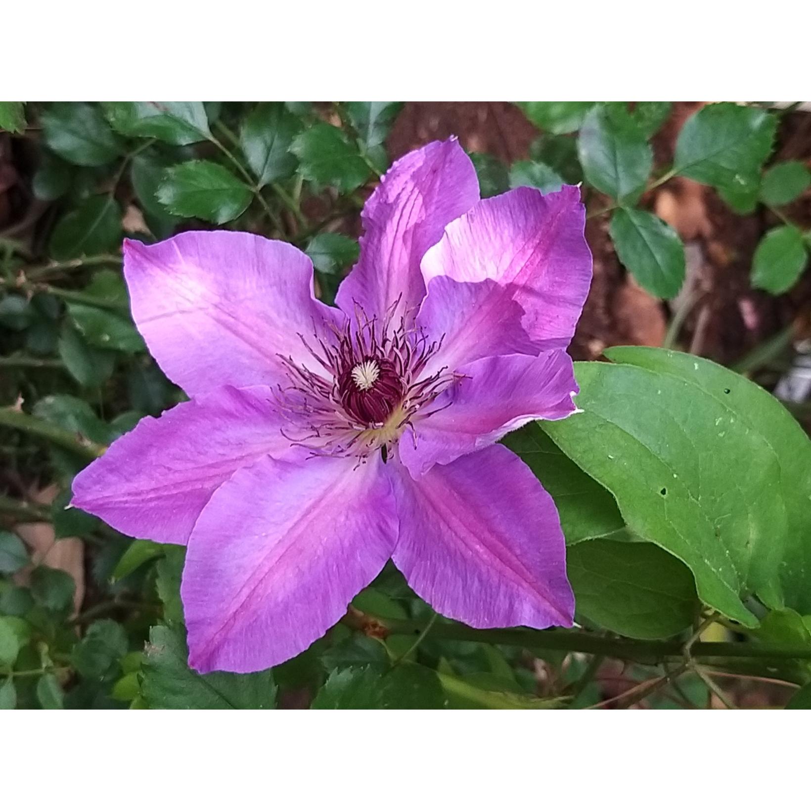 Clematis Huvi - Clématite grimpante à grandes fleurs rouge carmin intense