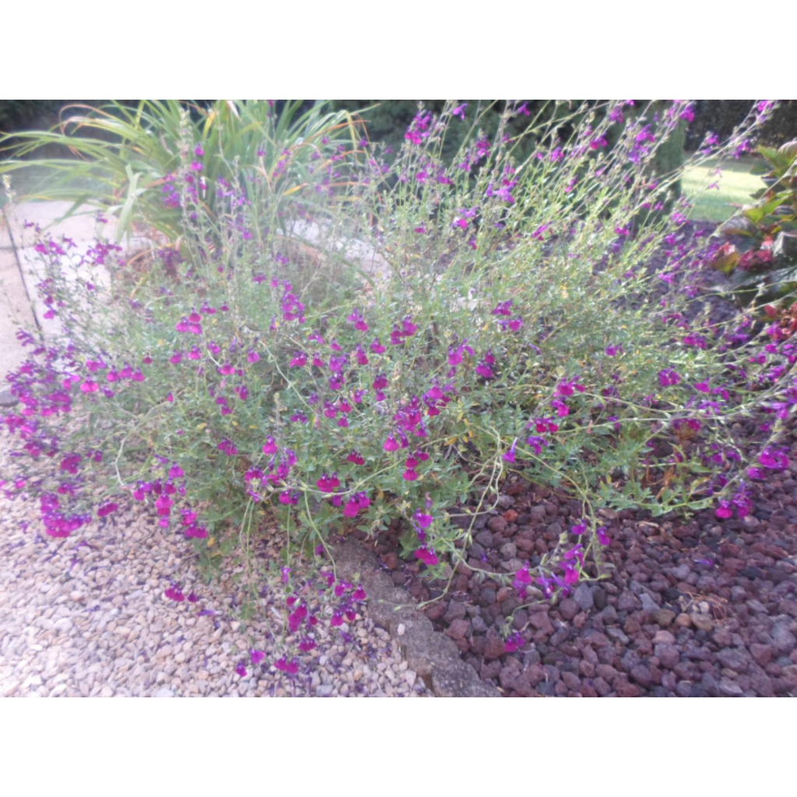 Collection sauges arbustives Lips, Amethyst Lips et Pink Lips, à fleurs ...