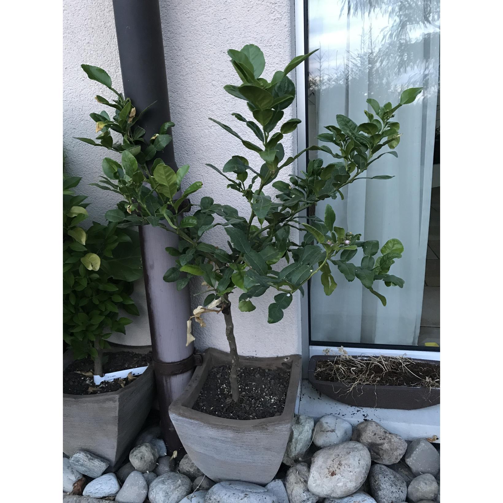 Combava - Citrus hystrix - Agrume doté de fruits verts grumeleux