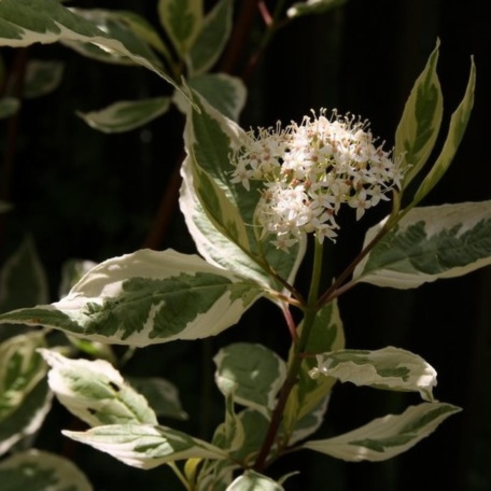 Cornus alba Sibirica Variegata - Cornouiller blanc à feuillage panaché