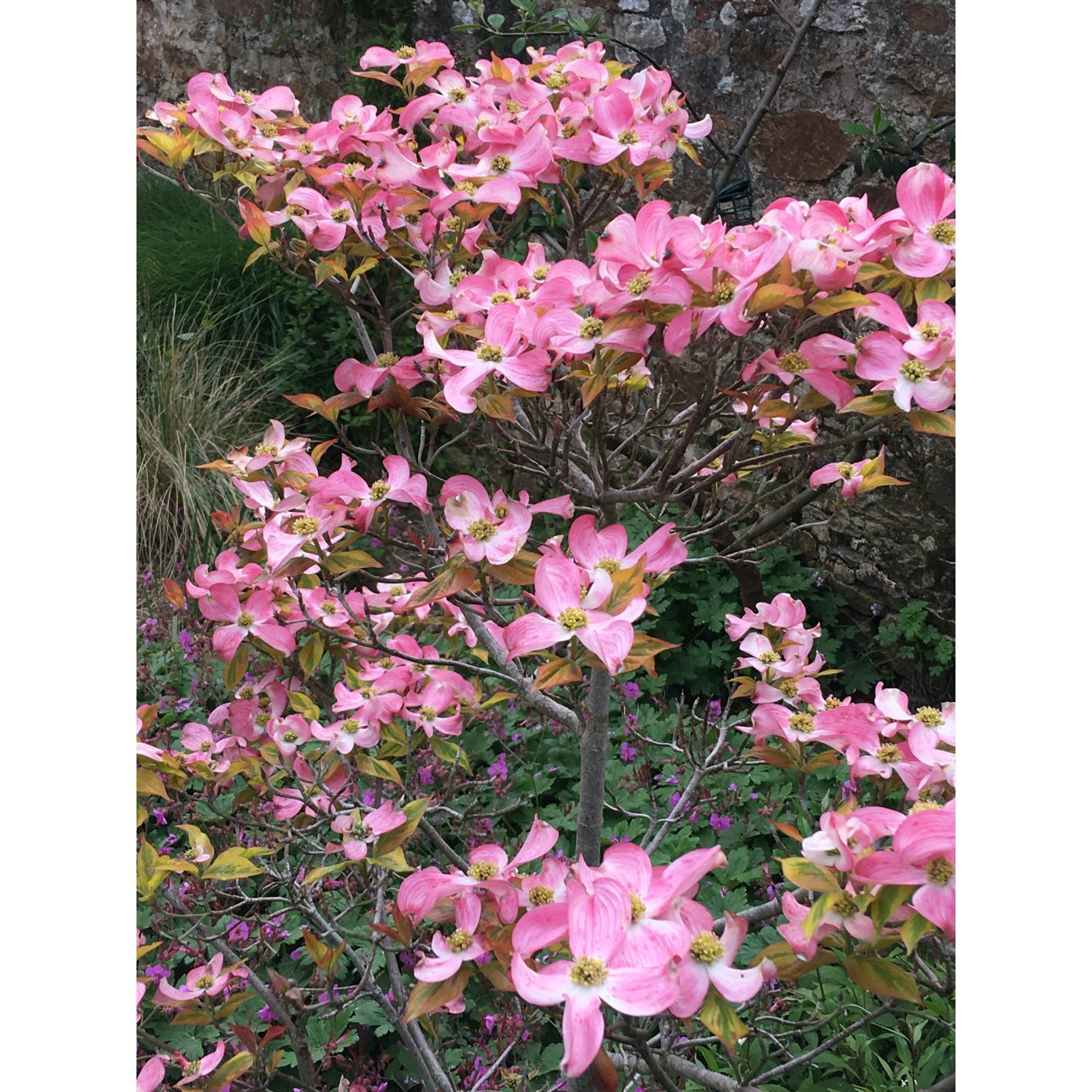 Cornus florida Cherokee Chief - Cornouiller à fleurs rose d'Amérique