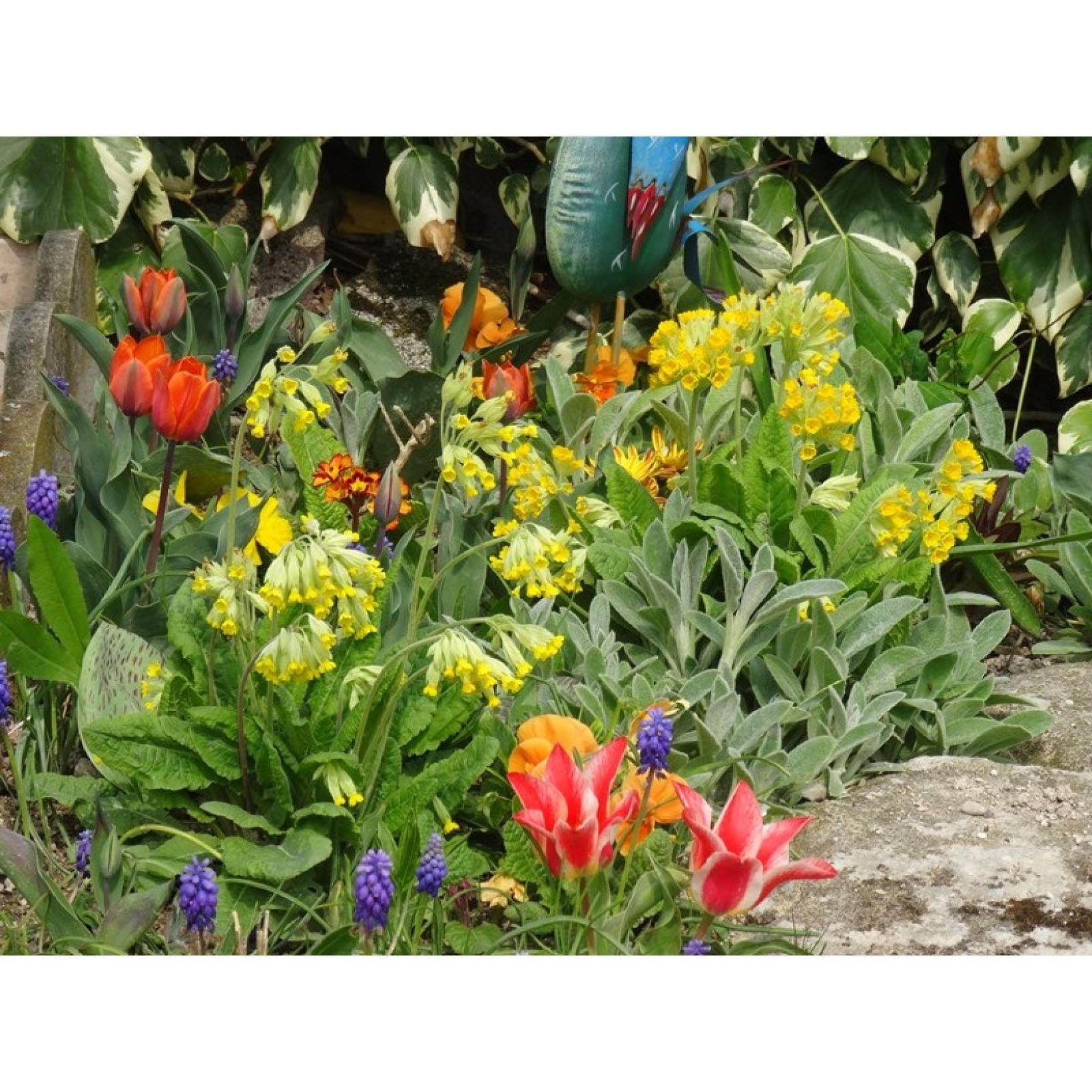 Primula veris - Primevère officinale ou Coucou - Vivace à fleurs jaunes