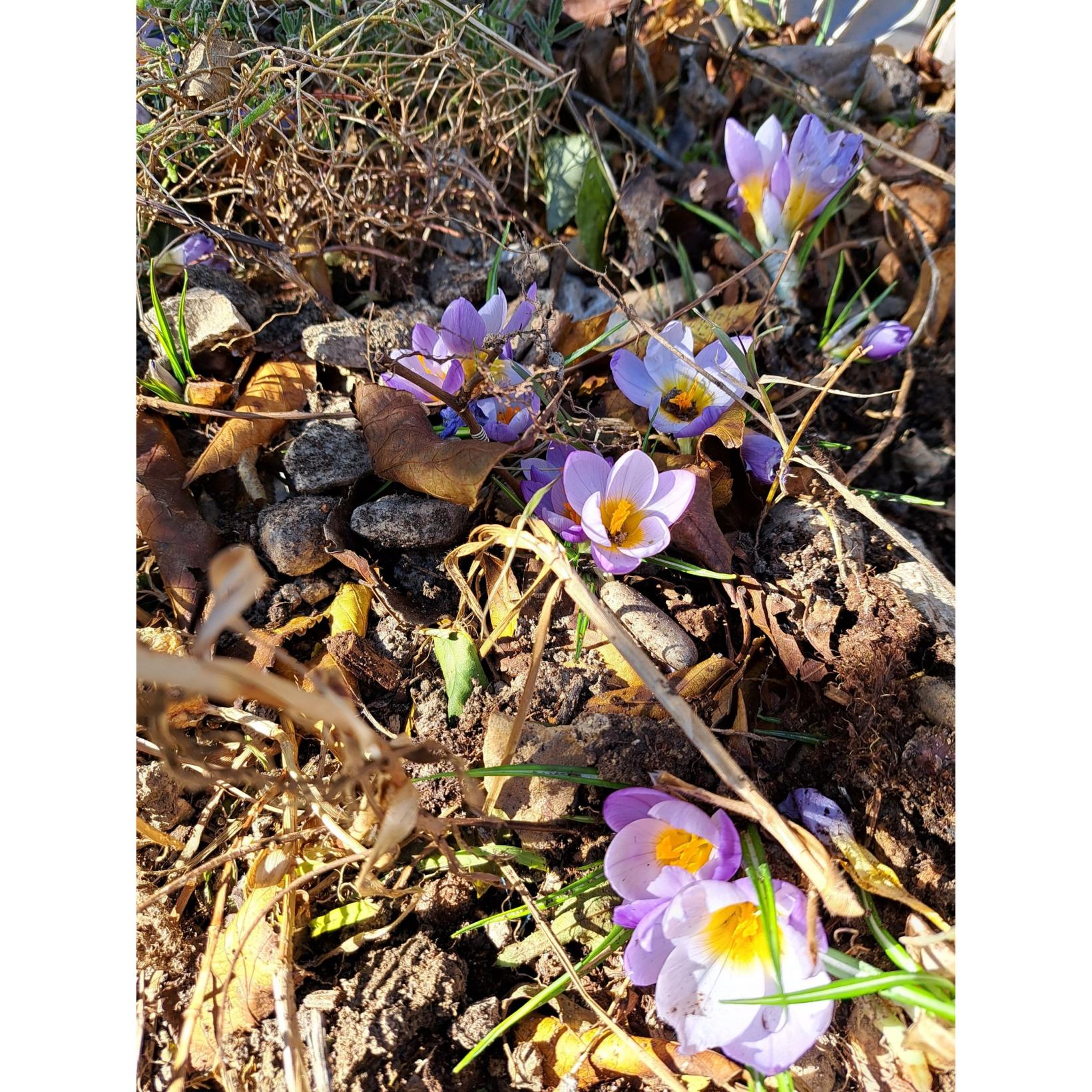 Crocus sieberi Firefly - Bulbes à fleurs bleu ciel, coeur doré.
