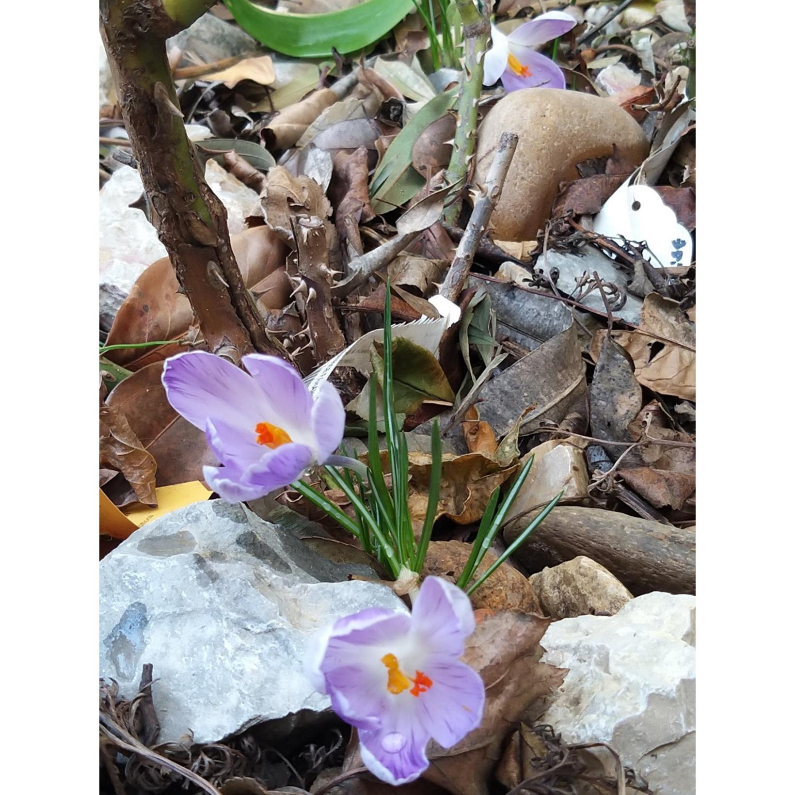Crocus vernus Vanguard - Bulbe - Variété botanique à fleurs mauves