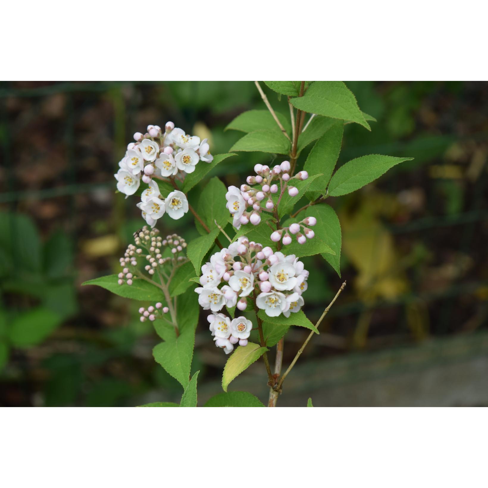 Deutzia compacta Lavender Time - Arbuste à floraison blanche et rose