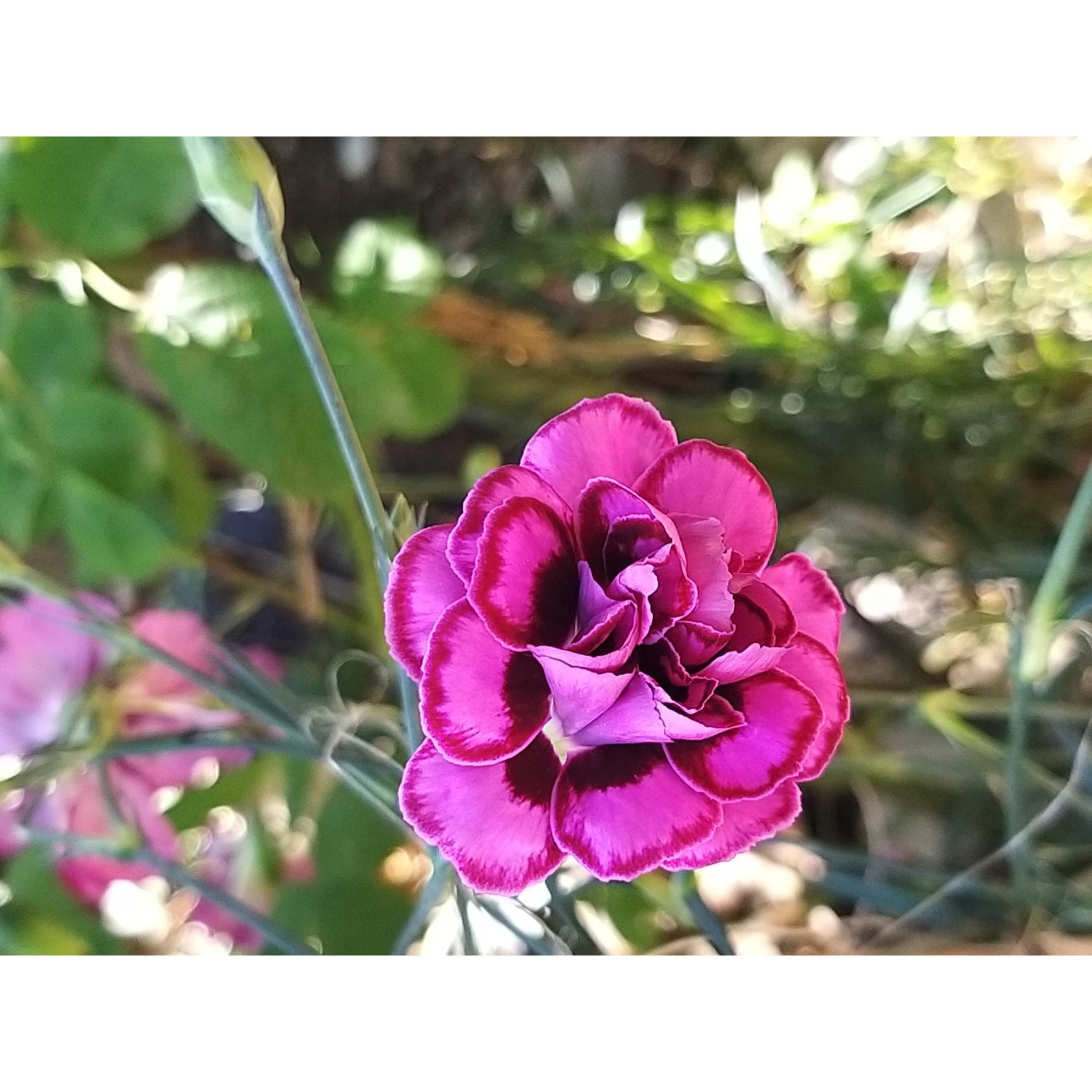 Dianthus plumarius Laced Monarch - Oeillet mignardise aux fleurs rose ...