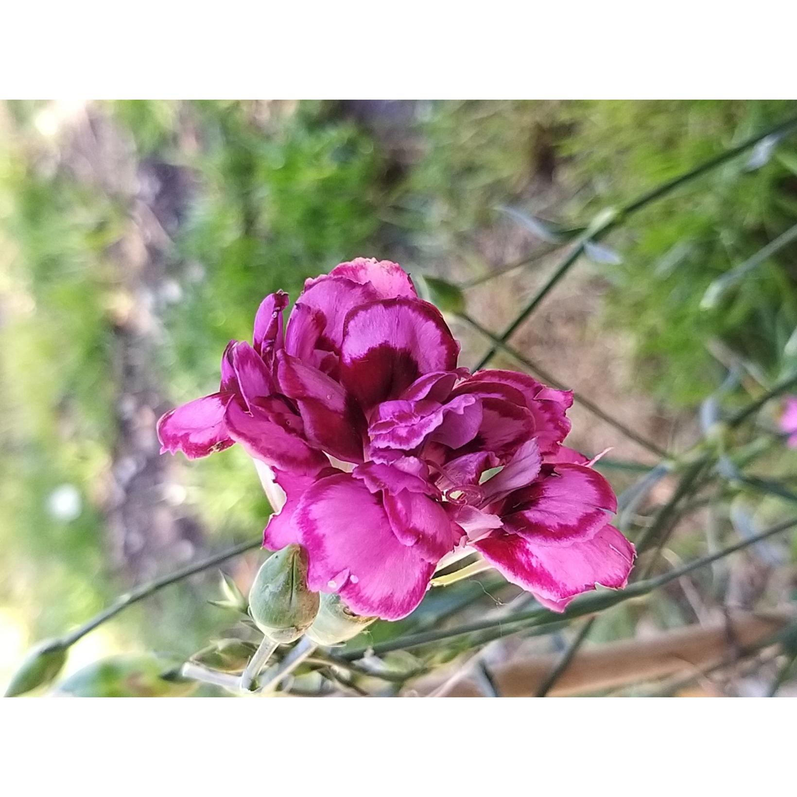 Dianthus plumarius Laced Monarch - Oeillet mignardise aux fleurs rose ...