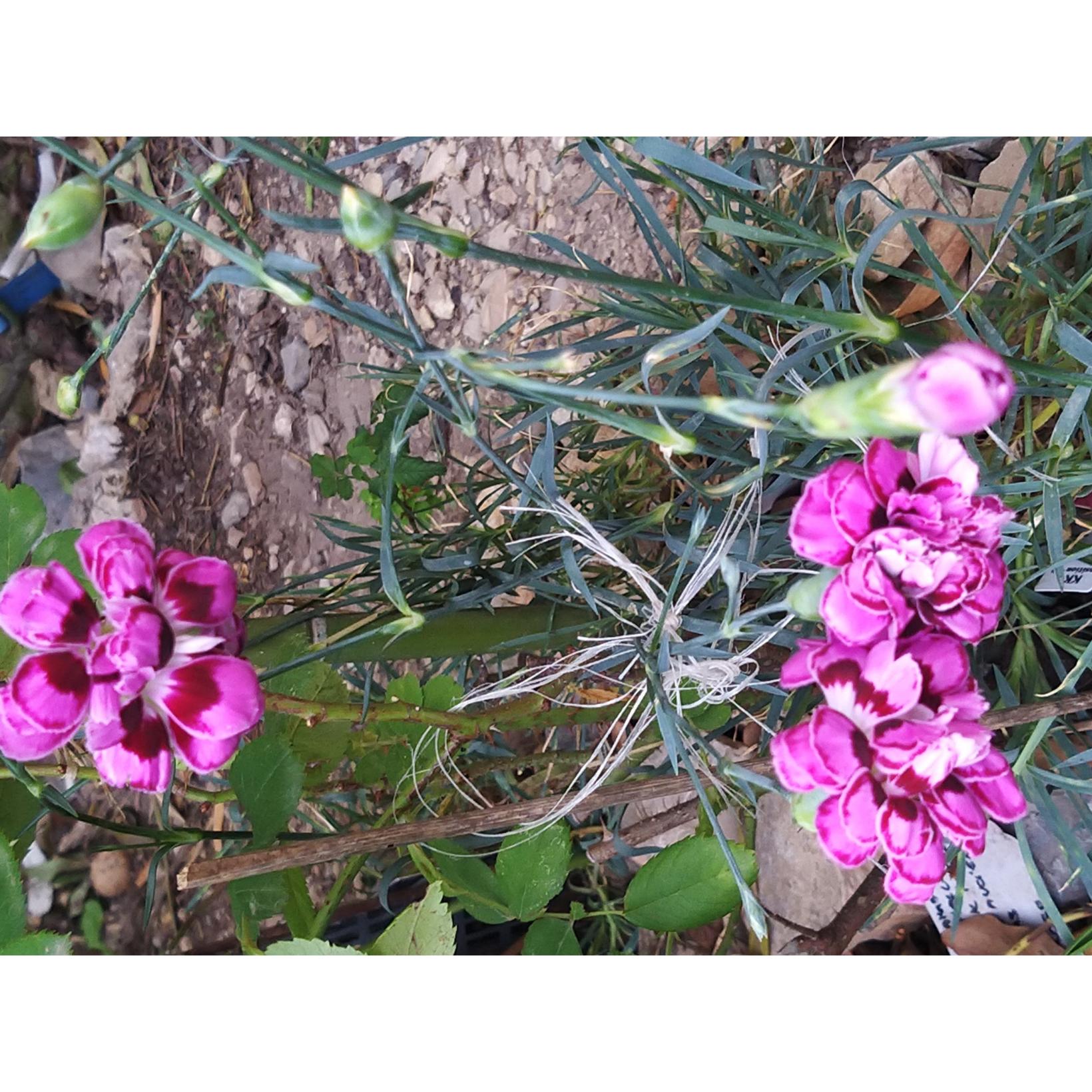 Dianthus plumarius Laced Monarch - Oeillet mignardise aux fleurs rose ...