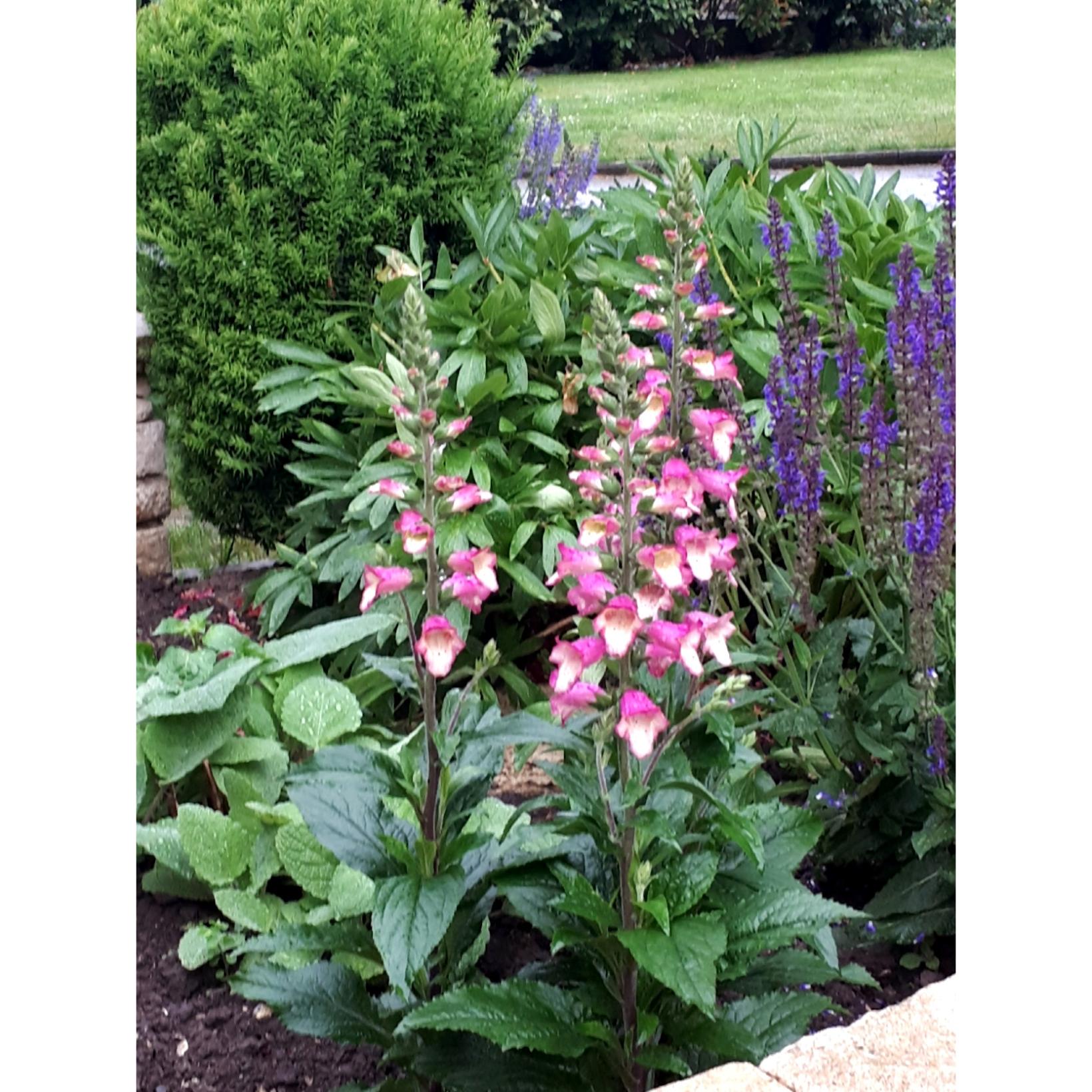 Digiplexis Berry Canary - Digitalis hybride - Superbe hybride de ...