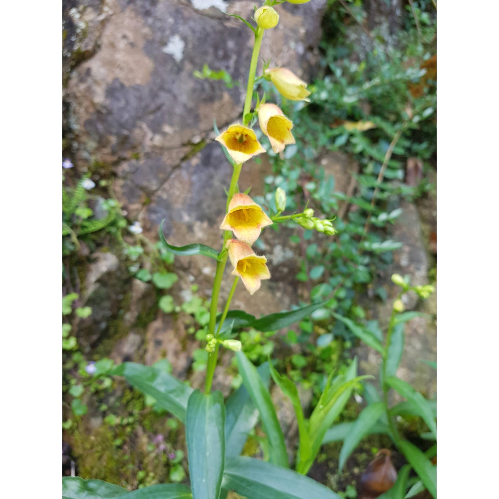 Digitalis Goldcrest - Digitale vivace à longue floraison jaune-pêche ...