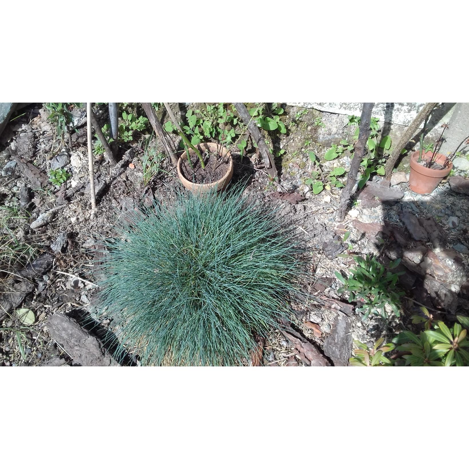 Festuca glauca Intenses Blue - Fétuque bleue - Graminée vivace à ...