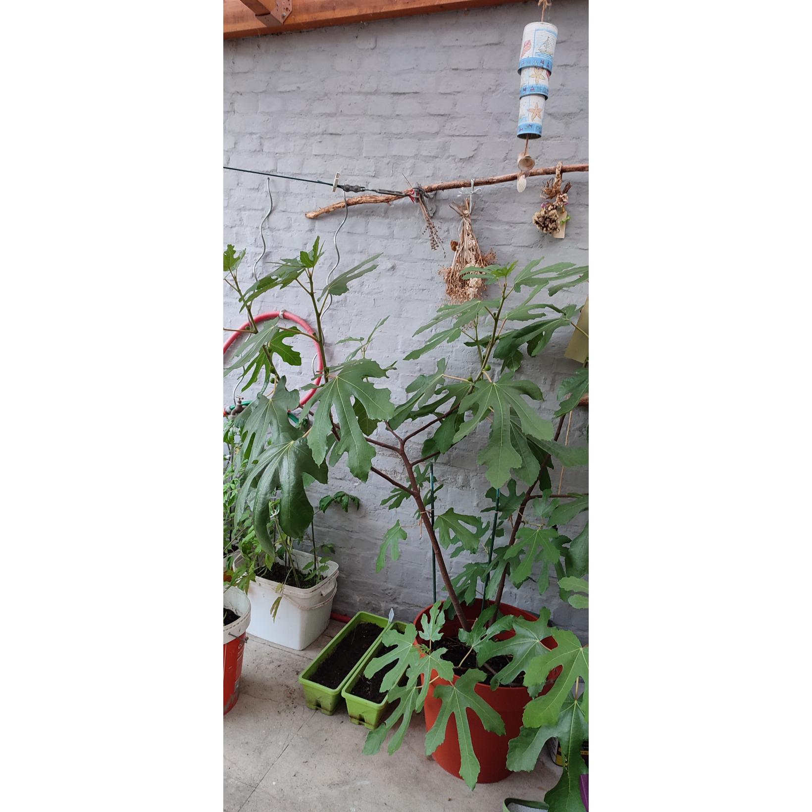 Figuier nain Figality - Ficus carica à fruits violet foncé, adapté aux ...