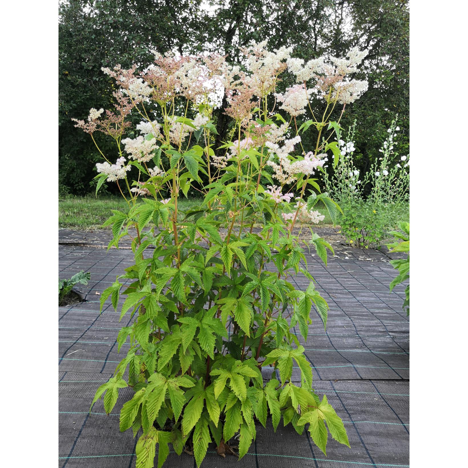 Filipendula palmata - Filipendule palmée - Une superbe floraison rose ...