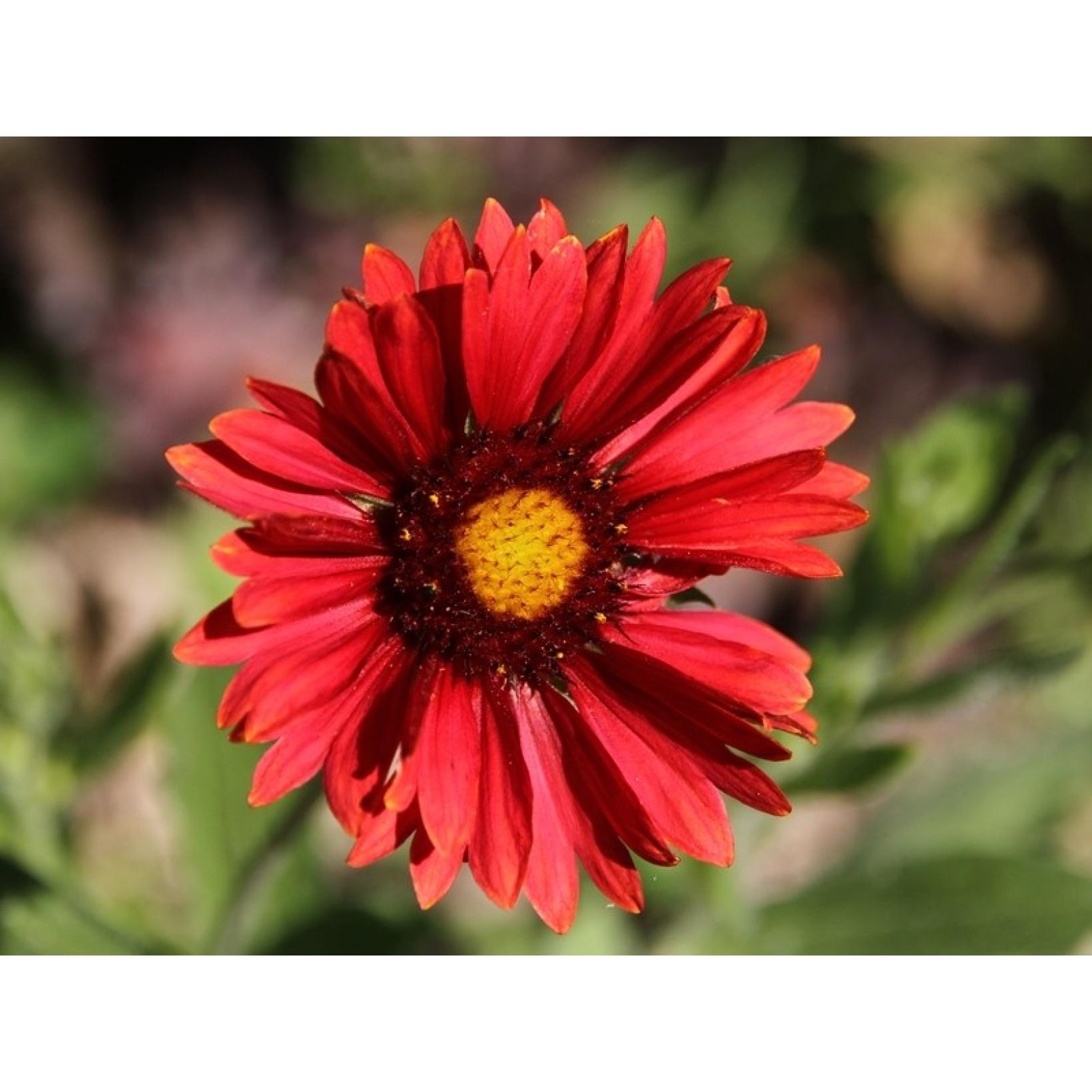 Gaillarde Bourgogne - Gaillardia Burgunder - Vivace à grandes fleurs ...