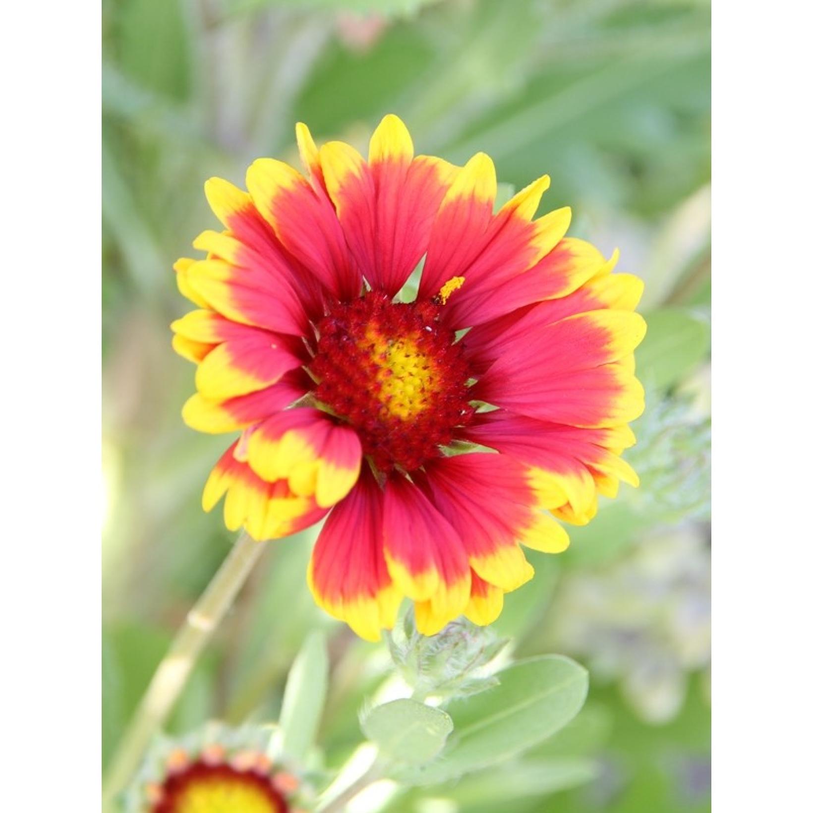 Gaillarde Kobold - Gaillardia (x) grandiflora - Vivace compacte à ...