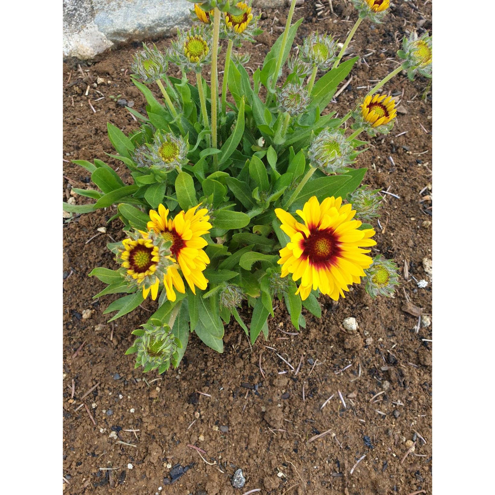 Gaillardia Mesa Bright Bicolor - Gaillarde à fleurs bicolores rouge et ...
