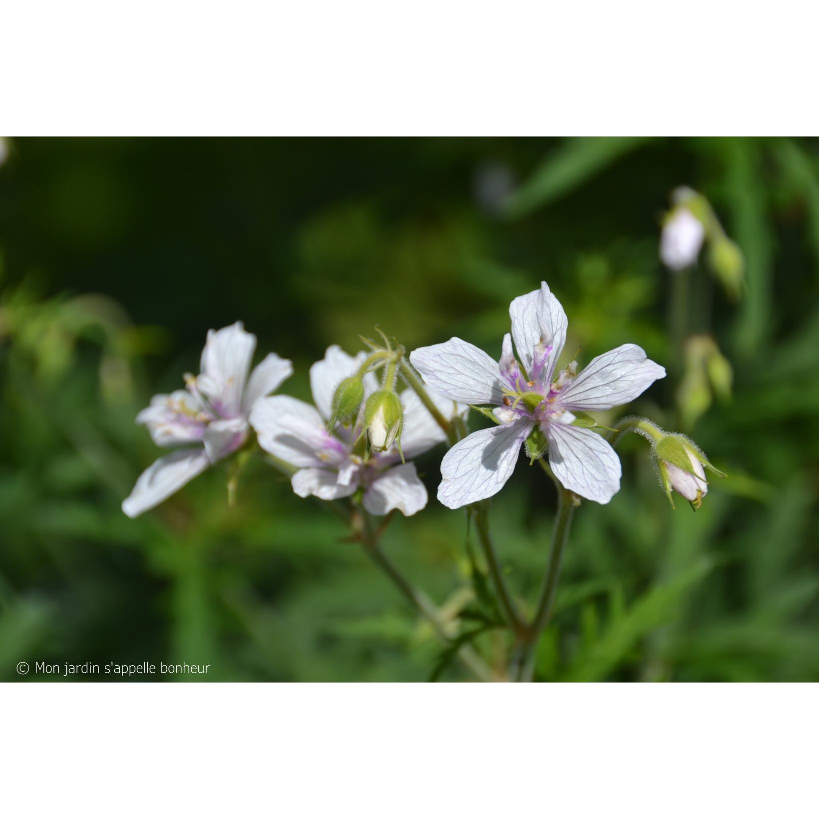 Geranium pratense Double Jewel - Géranium vivace blanc à fleurs doubles
