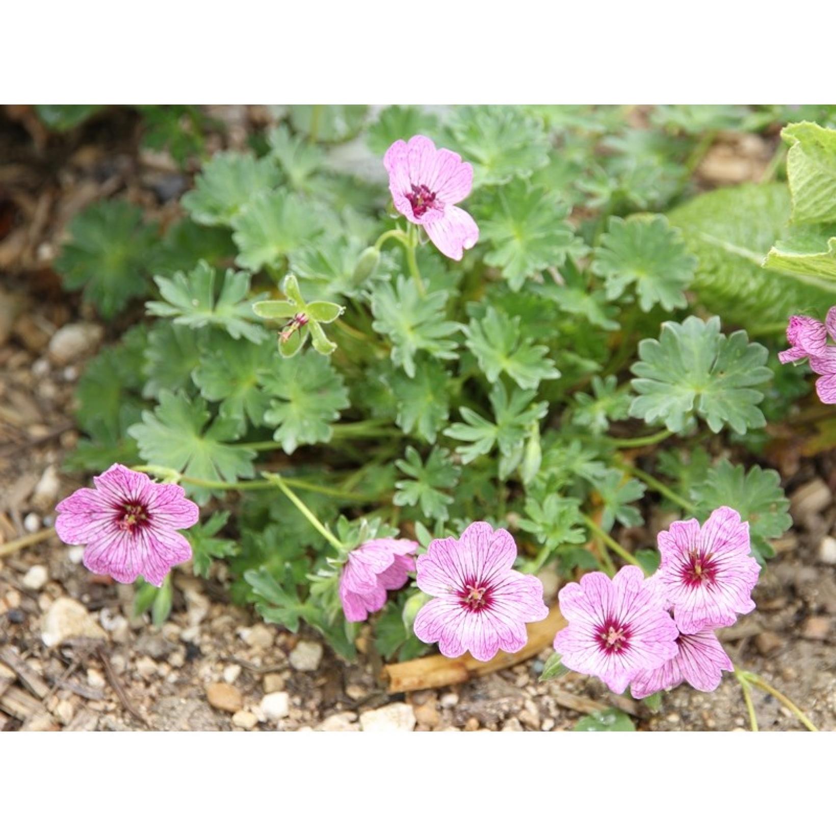 Geranium vivace cinereum Ballerina - Port compact et floraison rose
