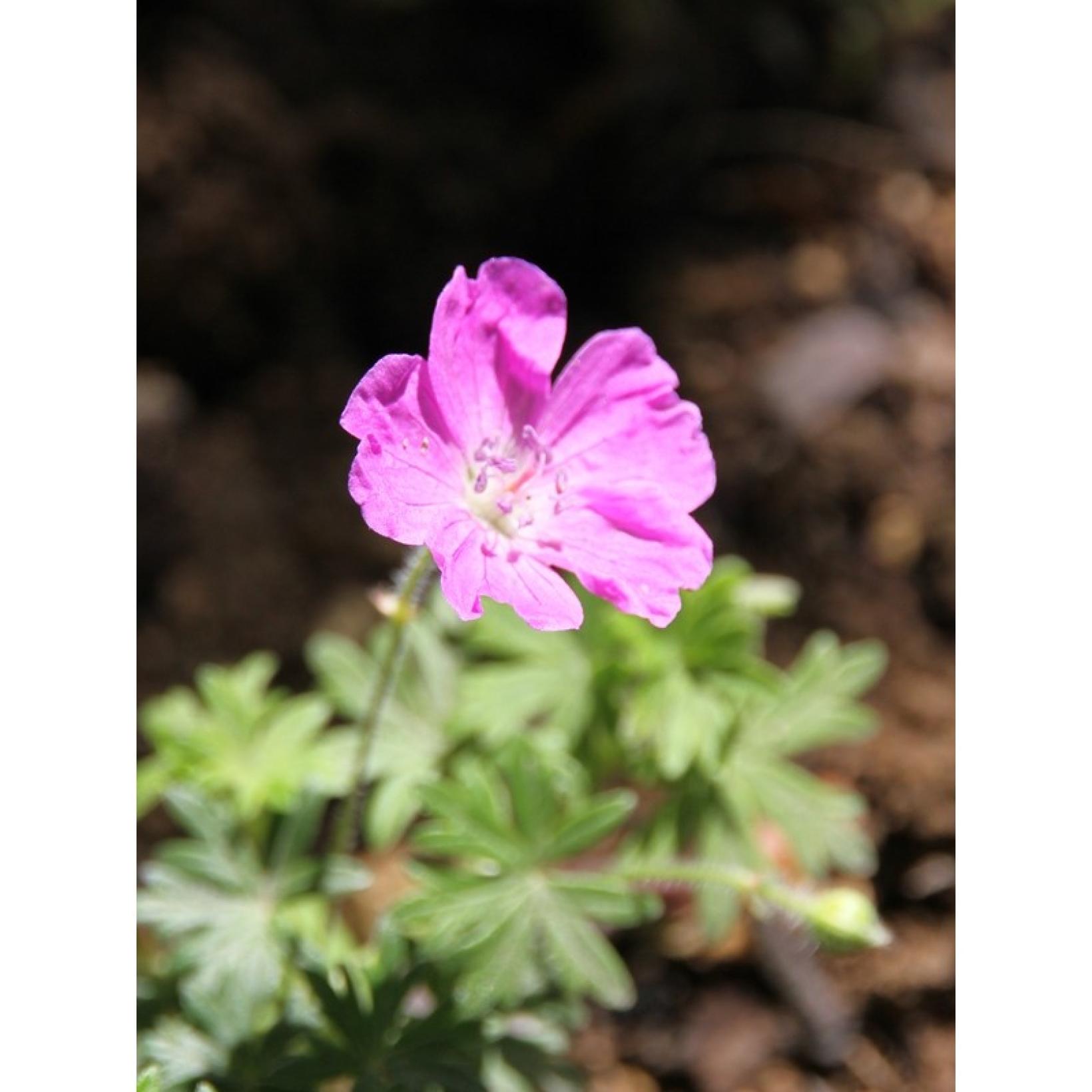 Géranium sanguineum Max Frei - Géranium vivace sanguin rose - de jolies ...