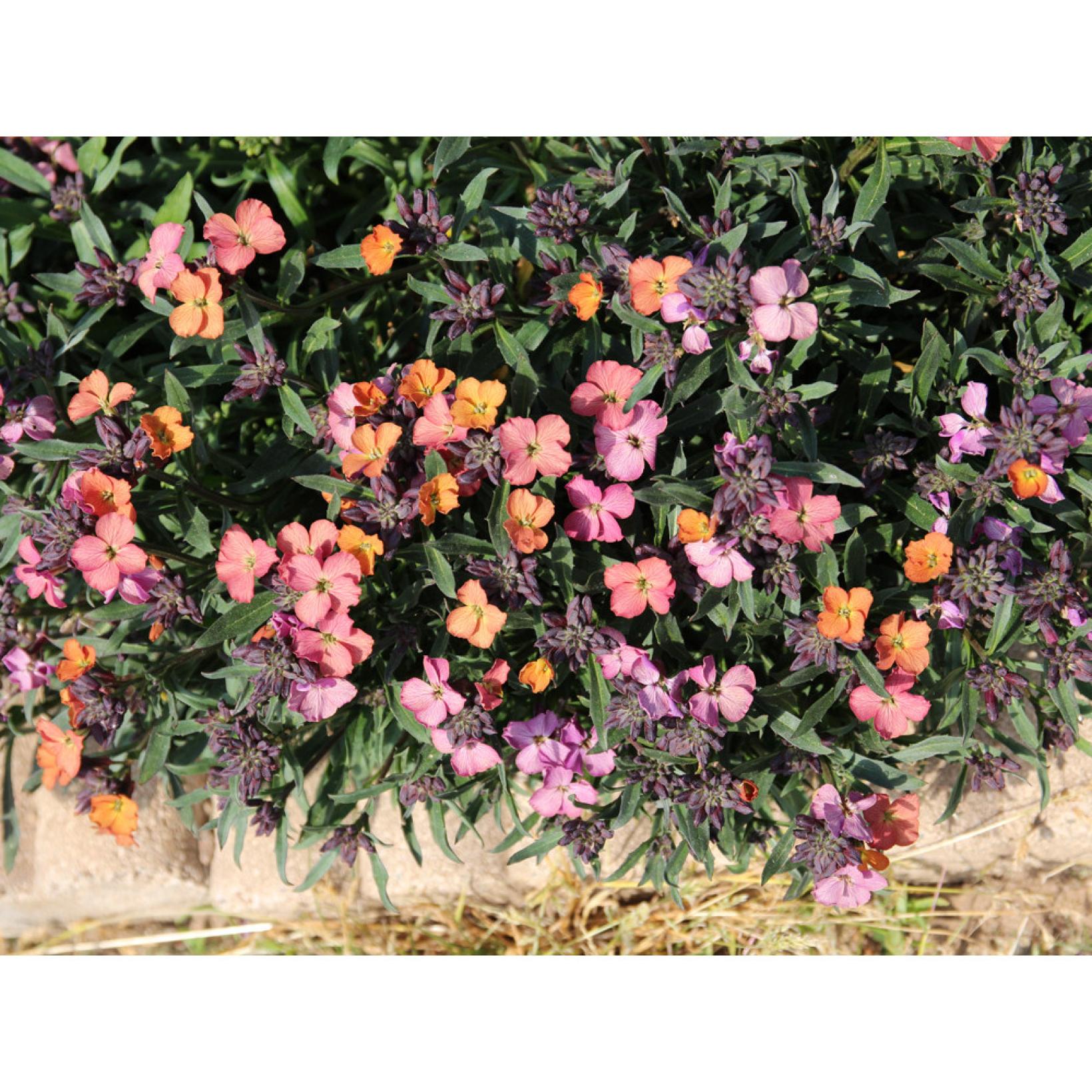 Giroflée arbustive Constant Cheer - Erysimum parfumée abricot