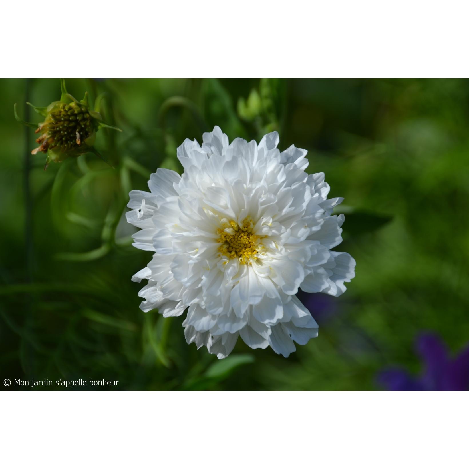 Graines de Cosmos bipenné Double Click Snow Puff - Cosmos bipinnatus