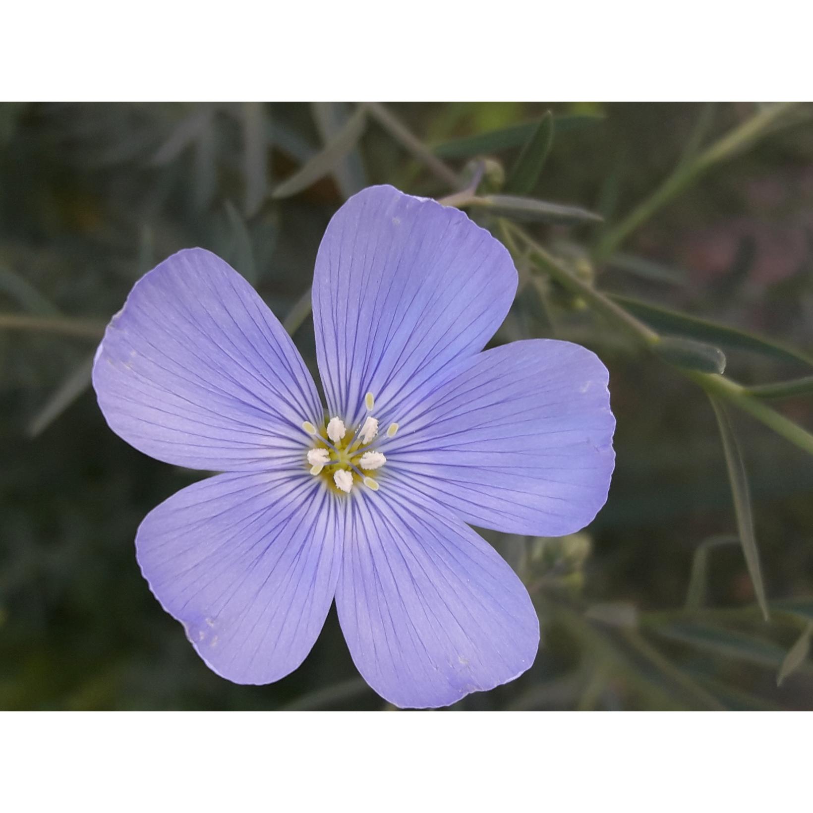 Linum grandiflorum Blue Dress - Plante annuelle bleu doux au c ur jaune.