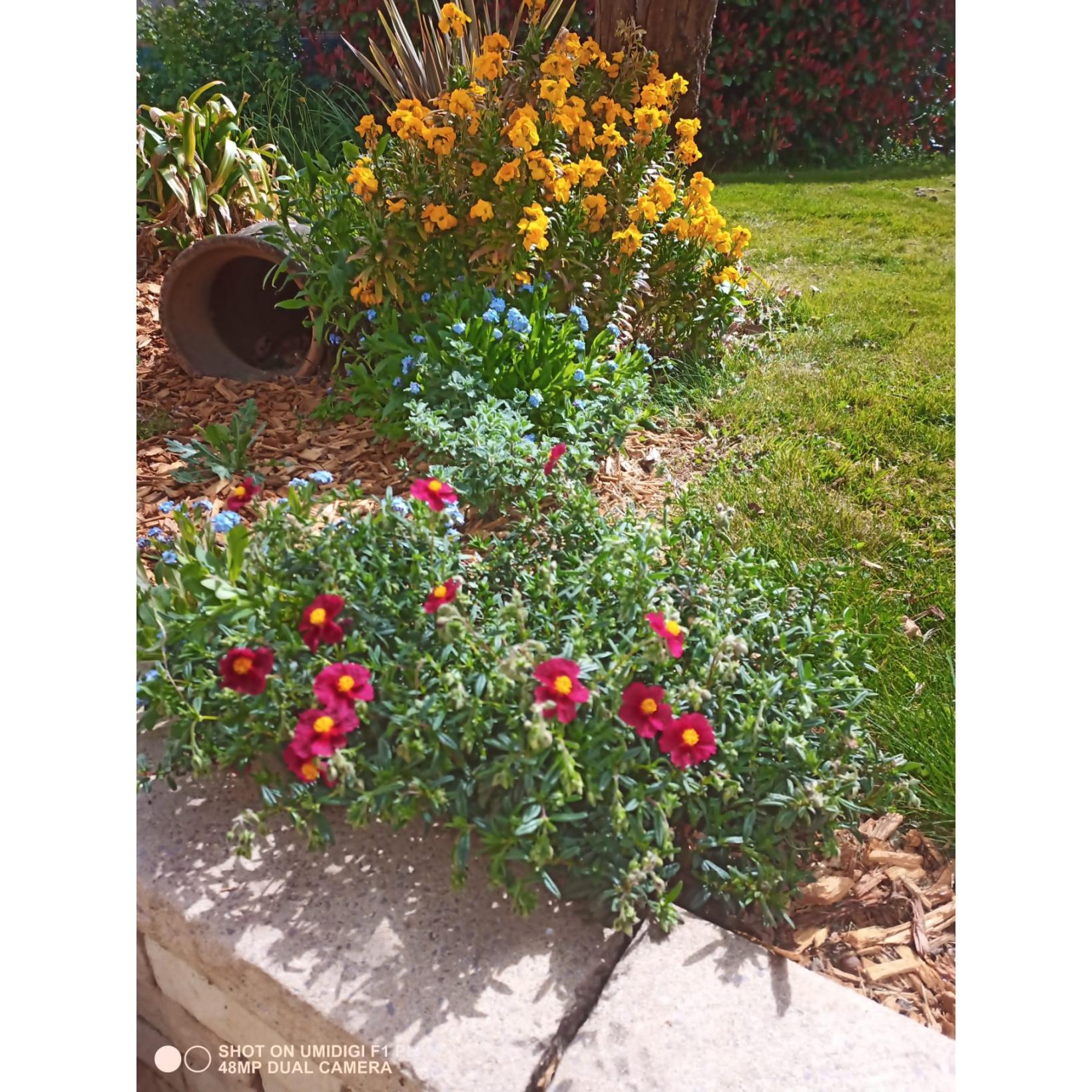 Helianthemum Hartswood Ruby - Hélianthème rouge framboise et rubis