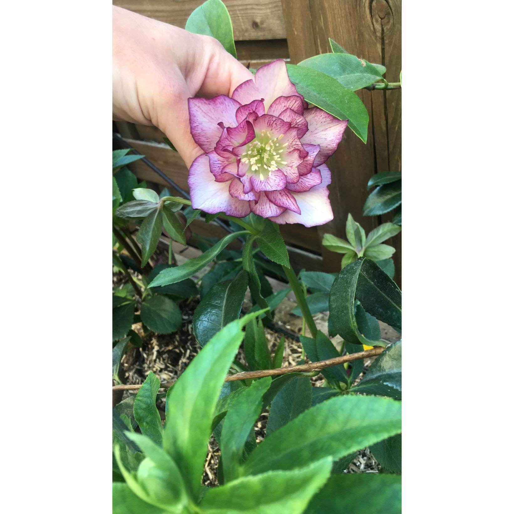 Hellebore Double Picotee - Helleborus orientalis - Rose de Noël