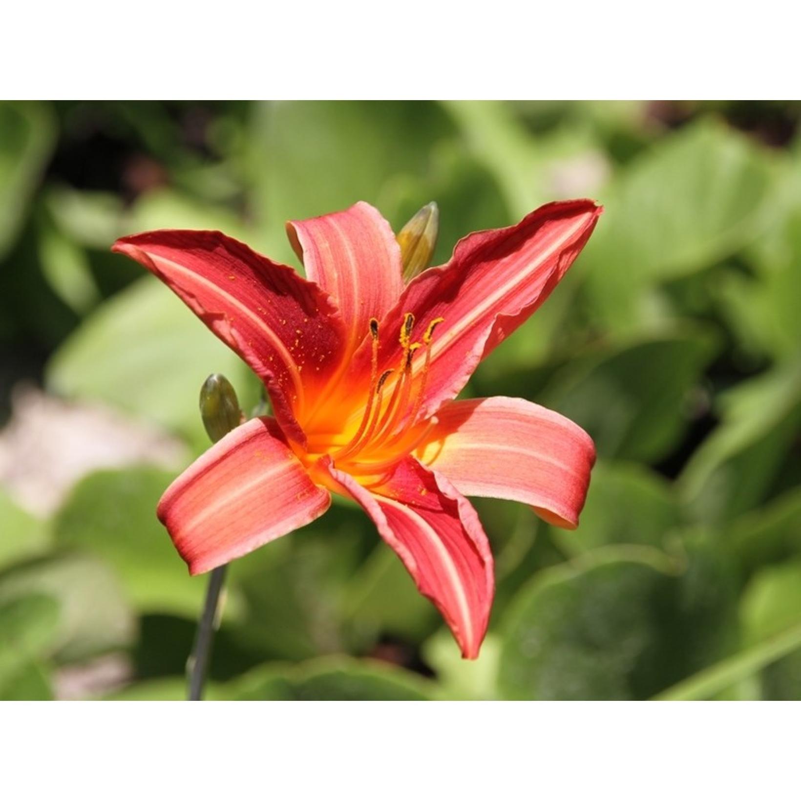 Hémérocalle Neyron Rose - Hemerocallis rose soutenu rayée de blanc.