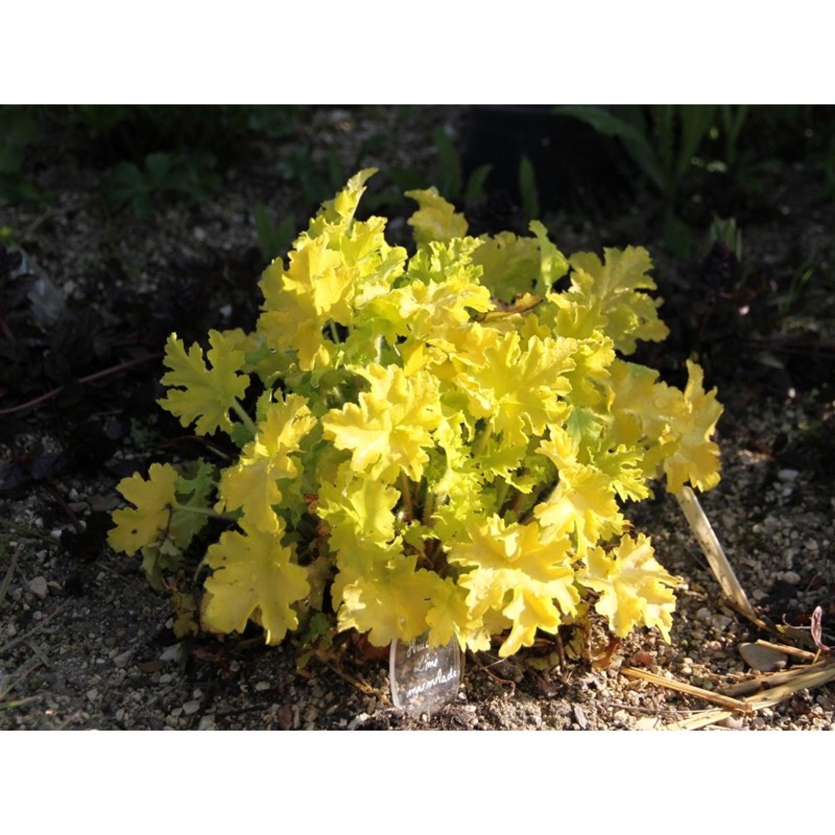 Heuchère Lime Marmalade - Heuchera - Vigoureuse, au feuillage crispé ...