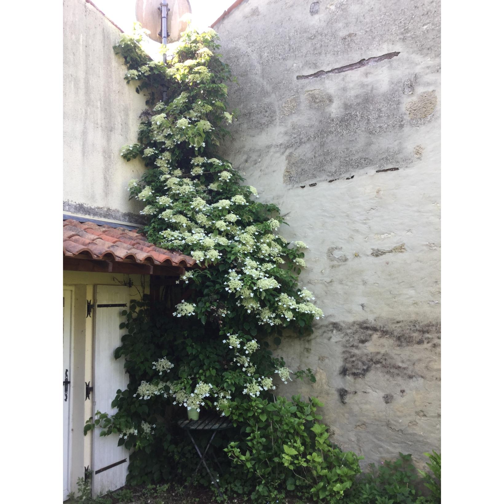 Hortensia grimpant - Hydrangea petiolaris à fleurs blanches puis vertes