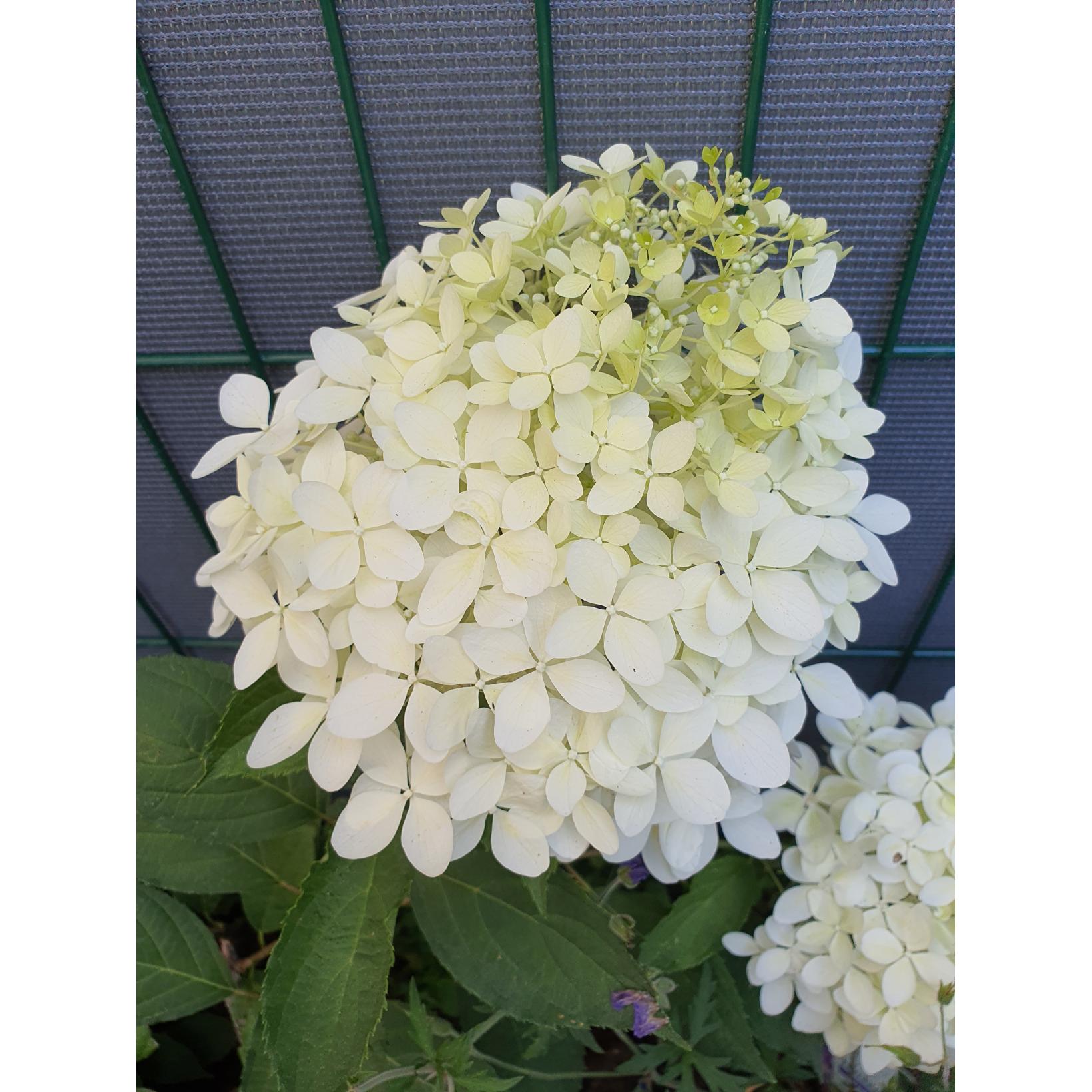 Hydrangea paniculata Phantom - Hortensia aux fleurs blanches géantes
