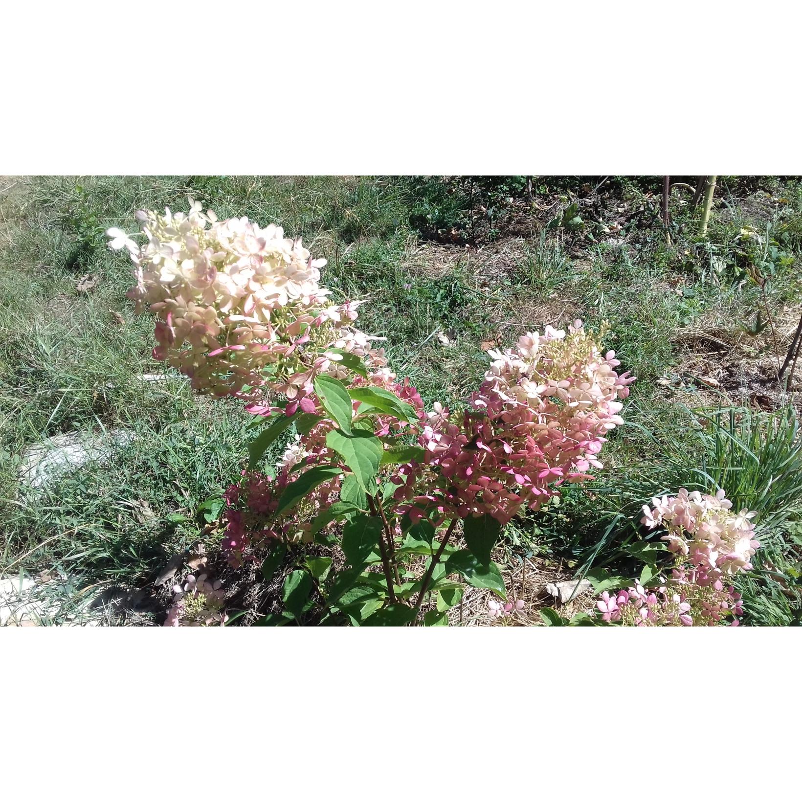 Hydrangea paniculata Phantom - Hortensia aux fleurs blanches géantes