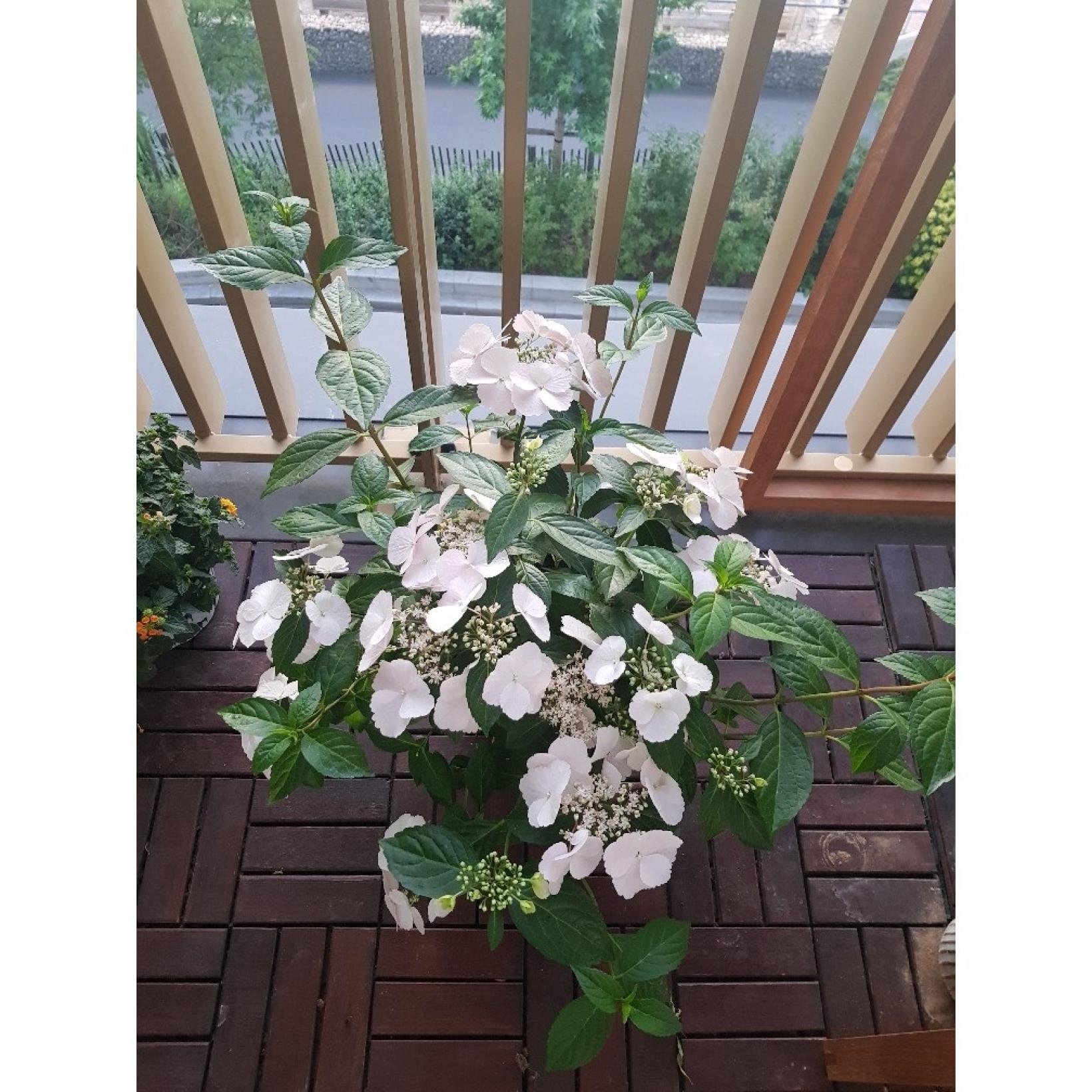 Hortensia Runaway Bride - Hydrangea à fleurs blanches le long de ses tiges