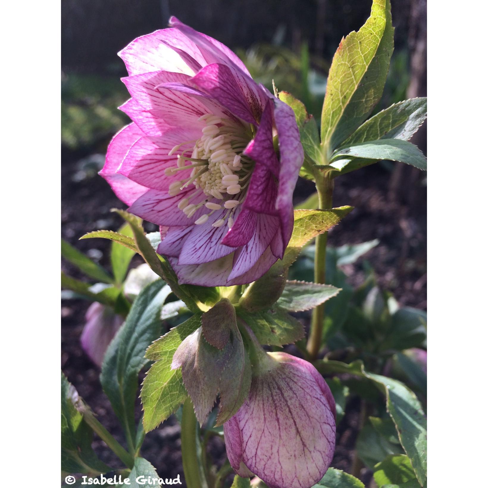 Hellebore Double Picotee - Helleborus orientalis - Rose de Noël