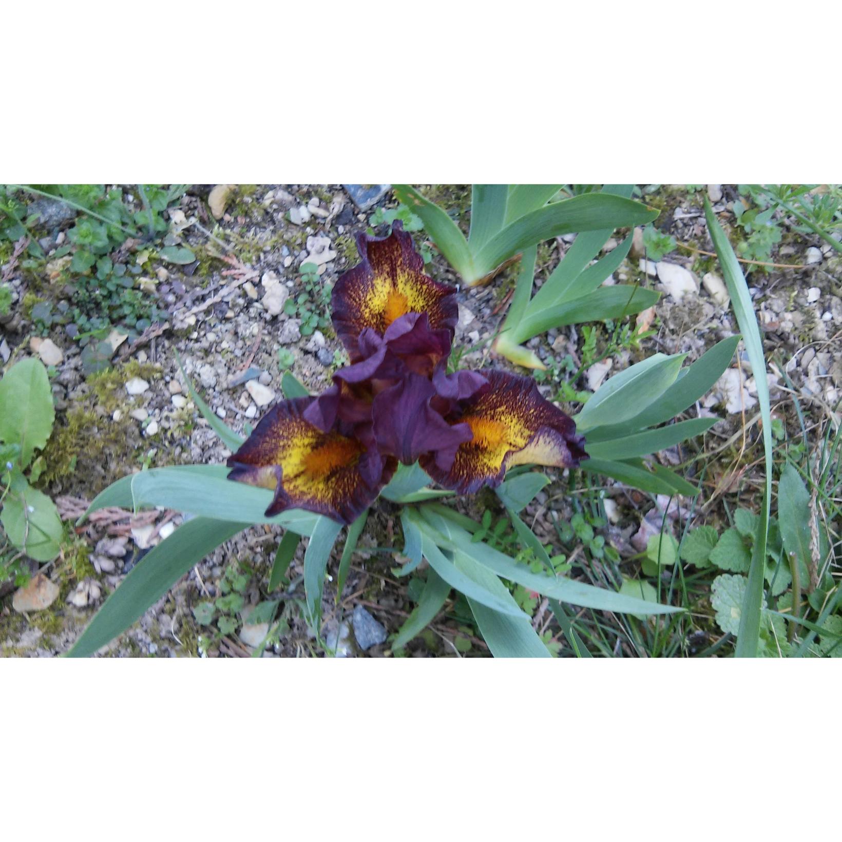 Iris germanica Firestorm - Lilliput - Iris des Jardins nain, violet brun
