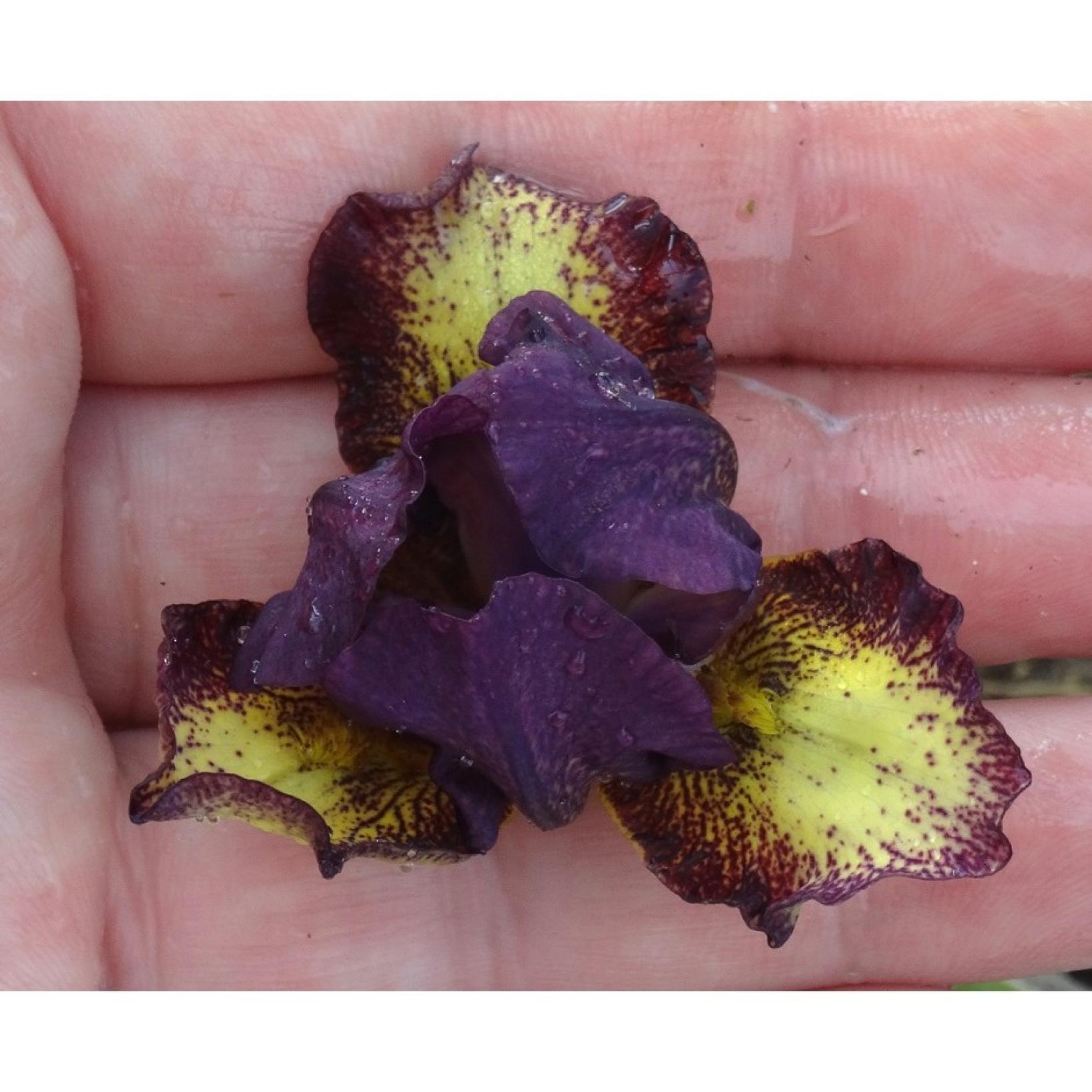Iris germanica Firestorm - Lilliput - Iris des Jardins nain, violet brun
