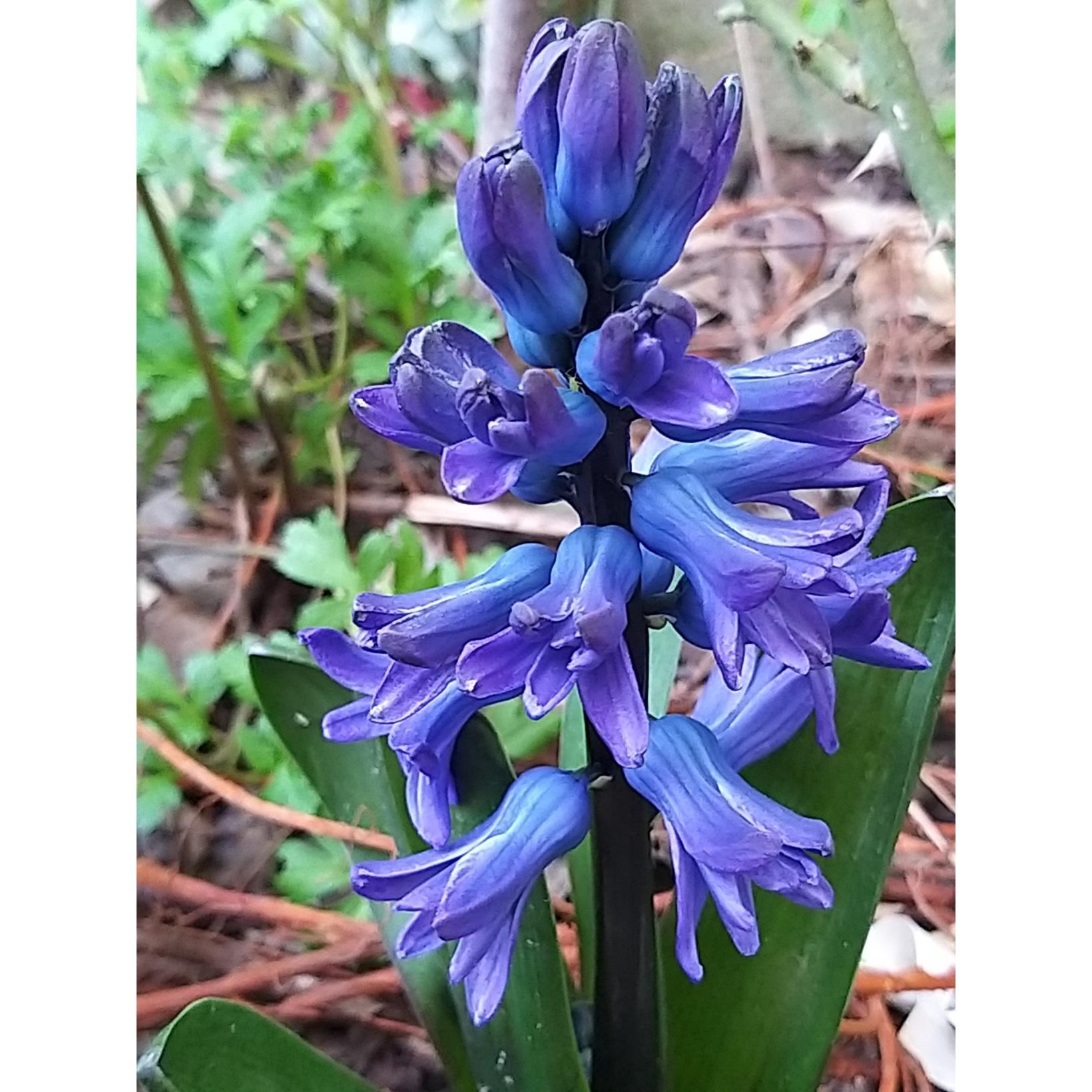 Jacinthe Delft Blue - Hyacinthus orientalis - Bulbeuse rustique, aux ...