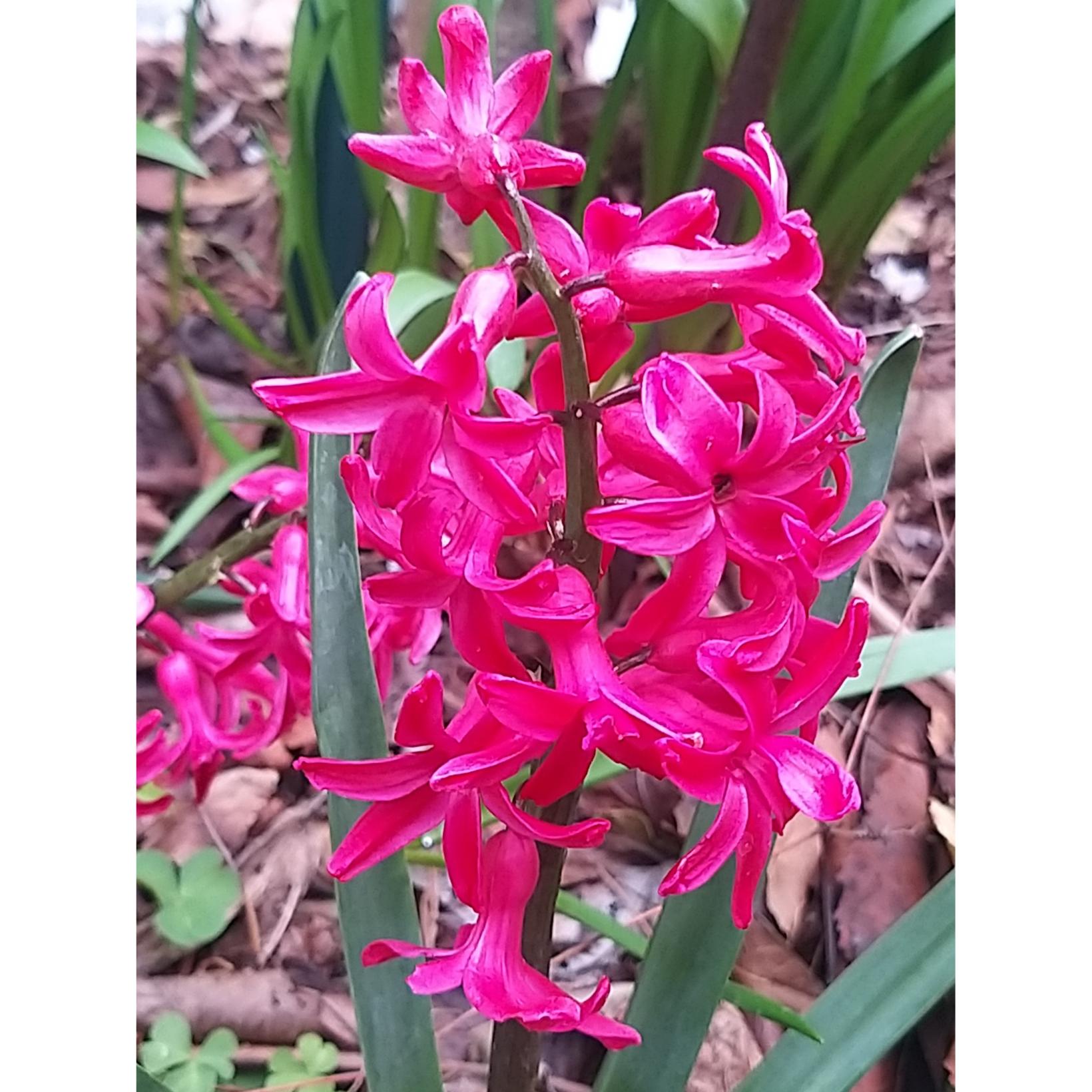 Jacinthe Jan Bos - Hyacinthus (x) orientalis - Variété précoce, très parfumées.