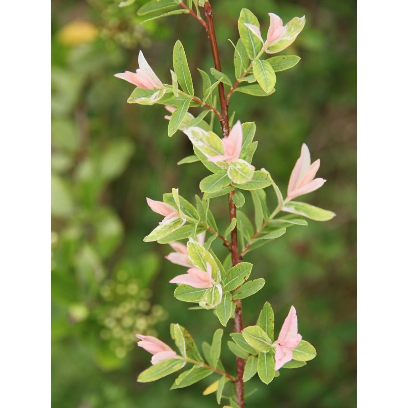 Salix integra Hakuro Nishiki - Saule crevette à feuillage panaché
