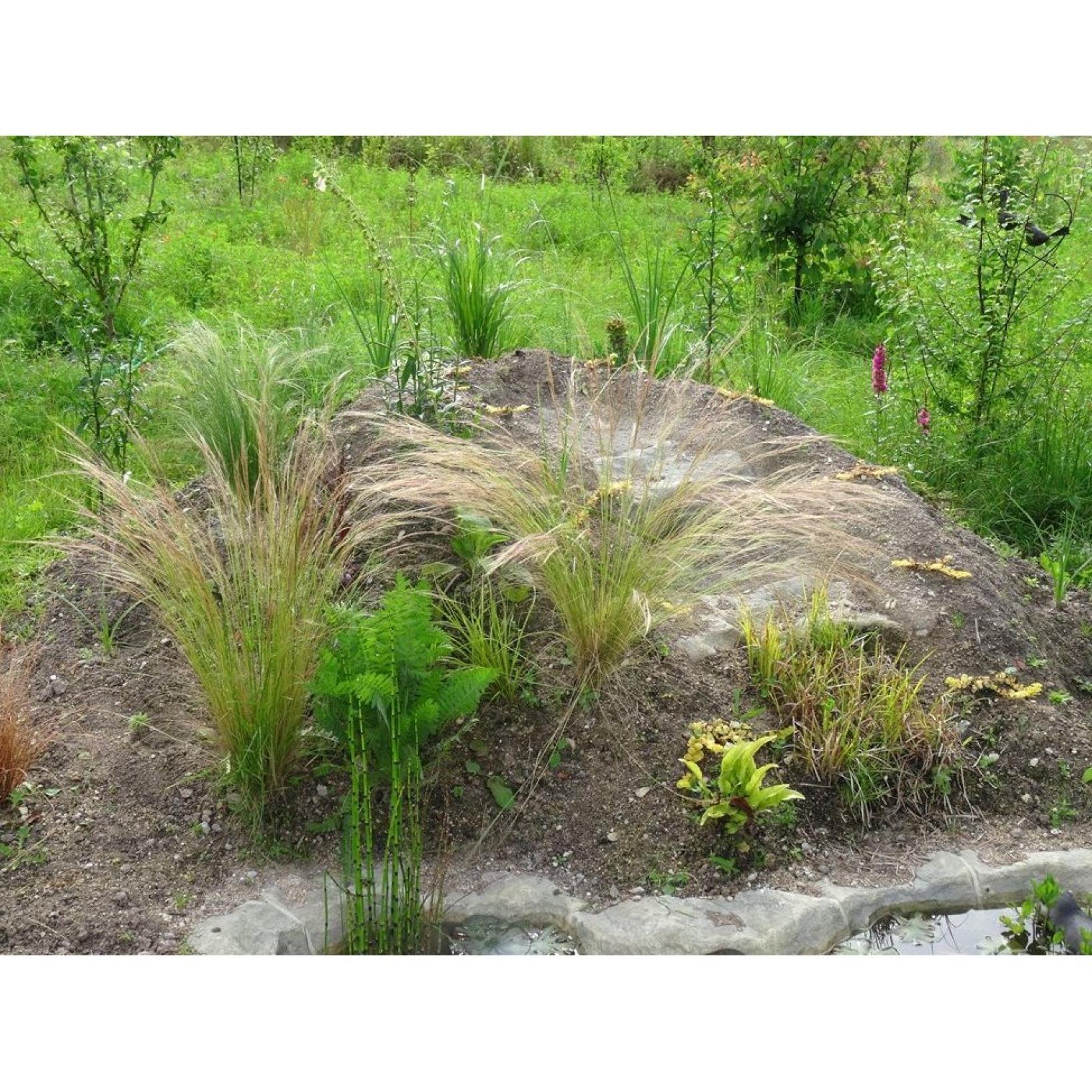 Cheveux d'ange - Stipa tenuifolia - Ponytail - Une graminée persistante ...