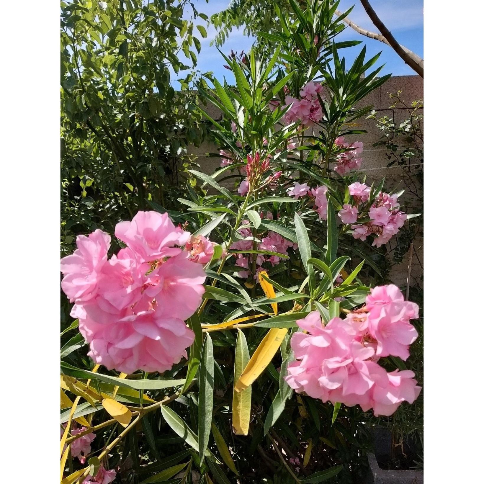 Laurier rose Roseum Plenum - Nerium oleander - Arbuste persistant à ...